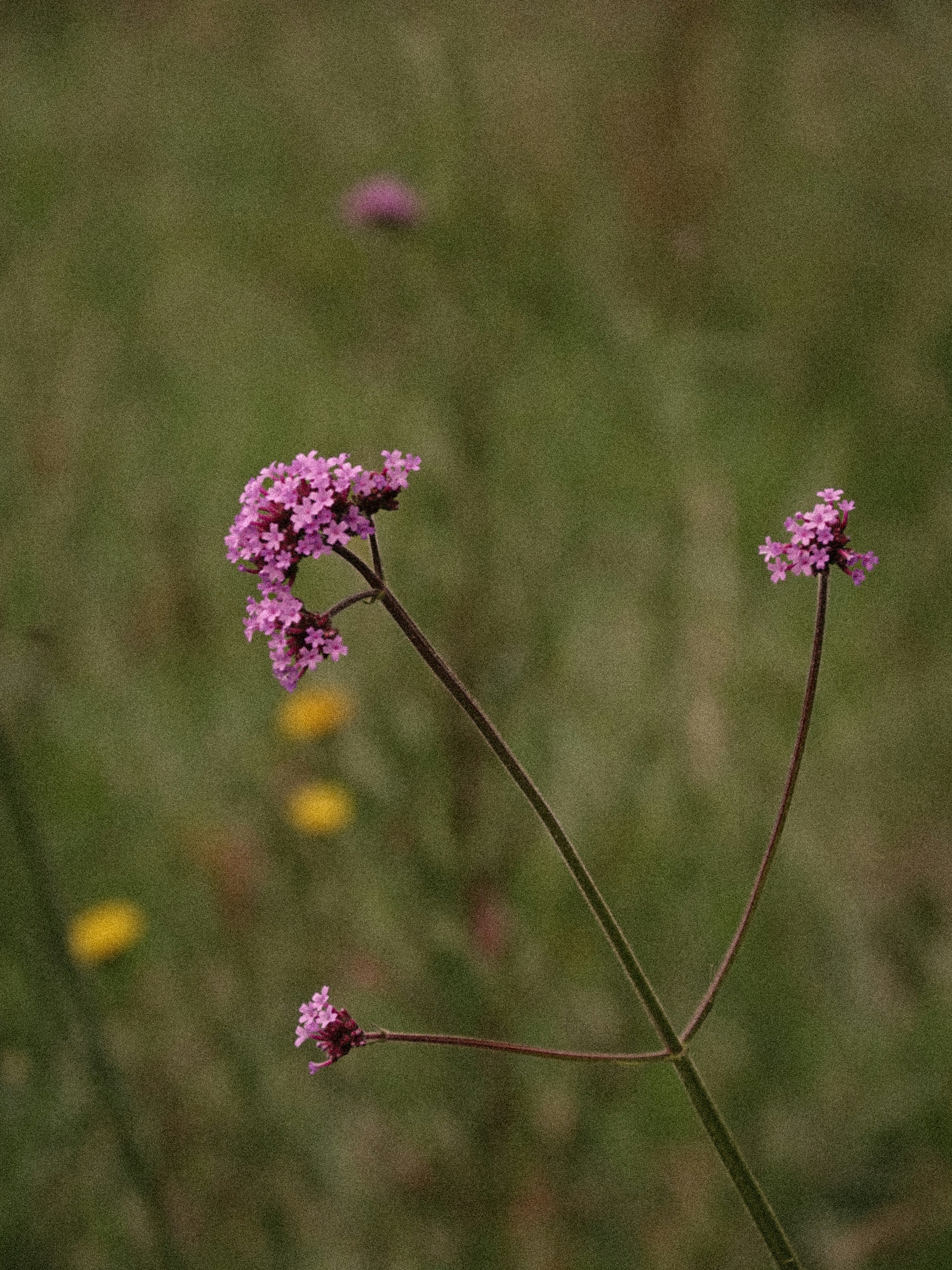 Close-up of pink flower clusters atop slender stems in a soft, blurred meadow; the composition emphasizes the delicate inflorescences against a muted green background.