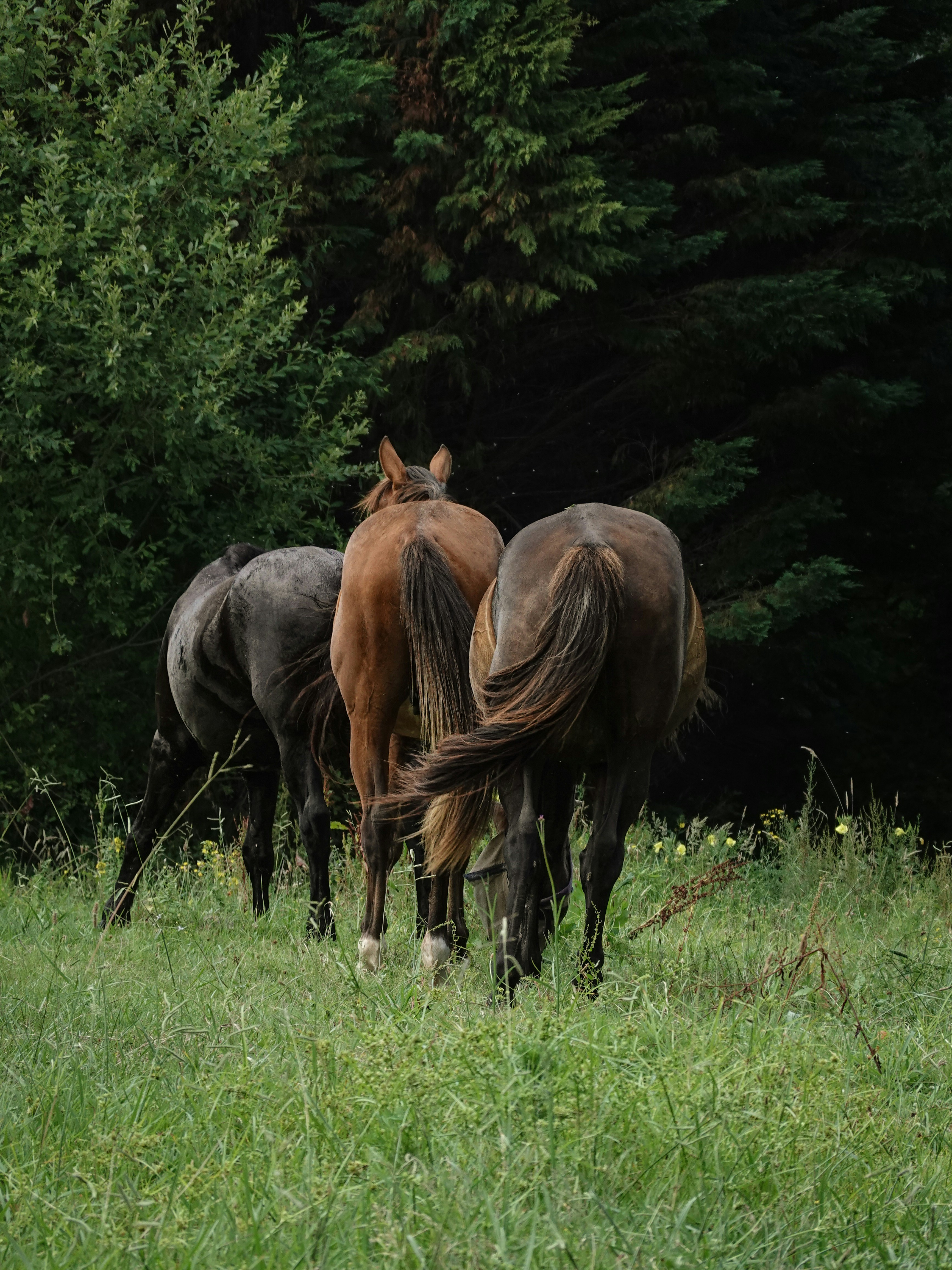 Horses in a Shadowed Clearing