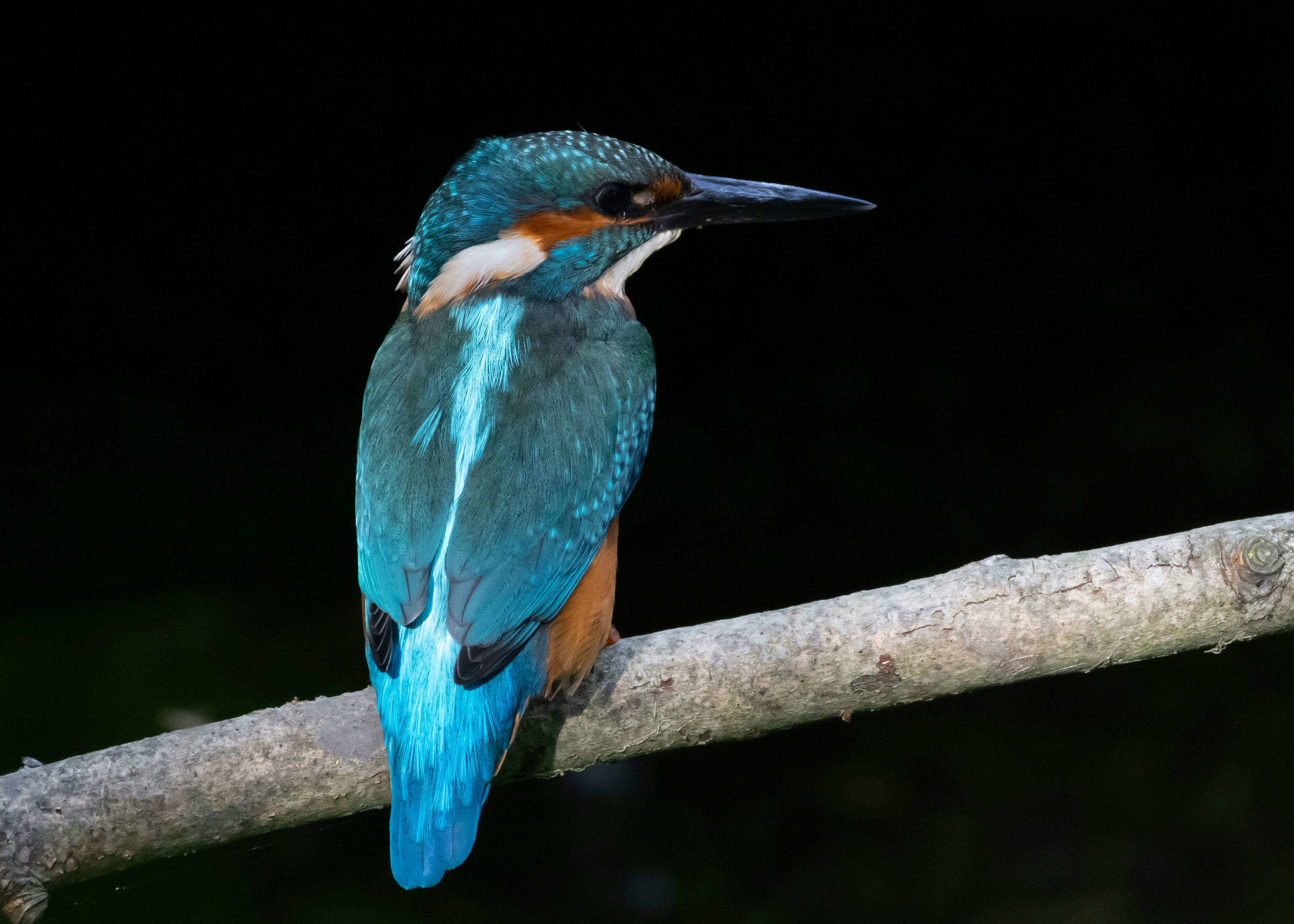 Azure Kingfisher on a Springtime Branch