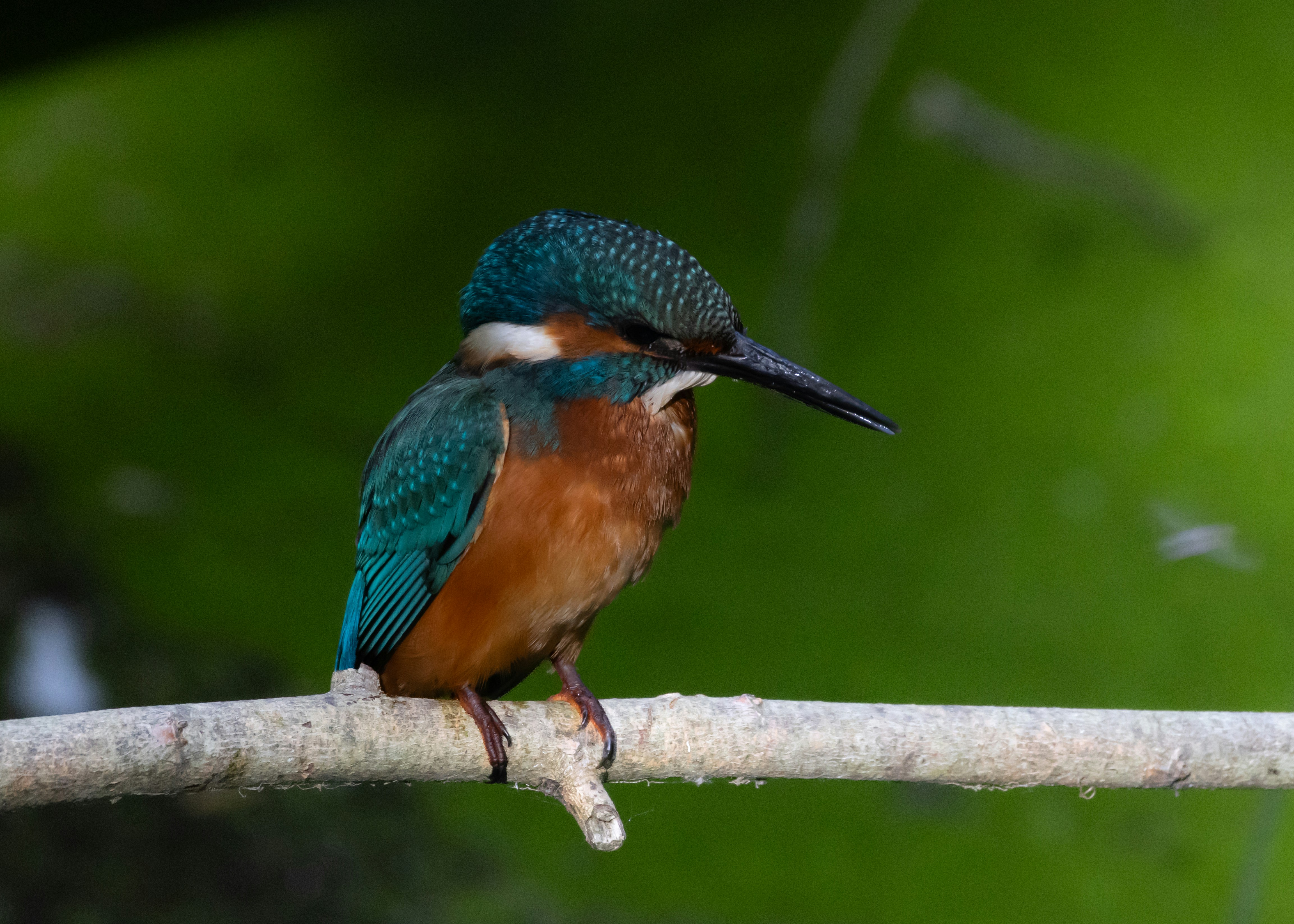 Bright kingfisher perched on a pale branch with a blurred green background, showcasing vivid blue-green plumage and orange chest in natural light.