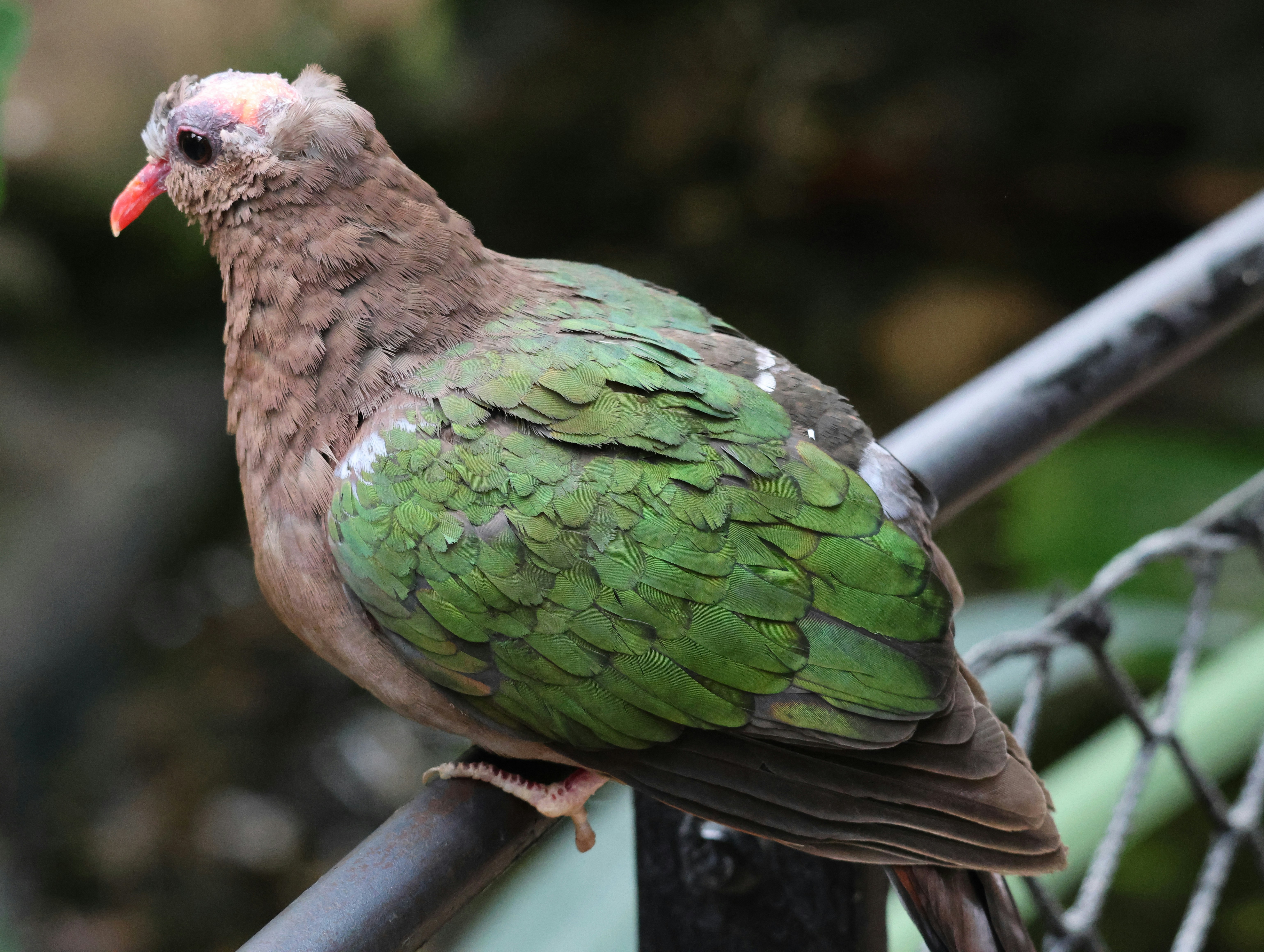 Perched Green-Wold: A Sultry-Feathered Companion in Focus