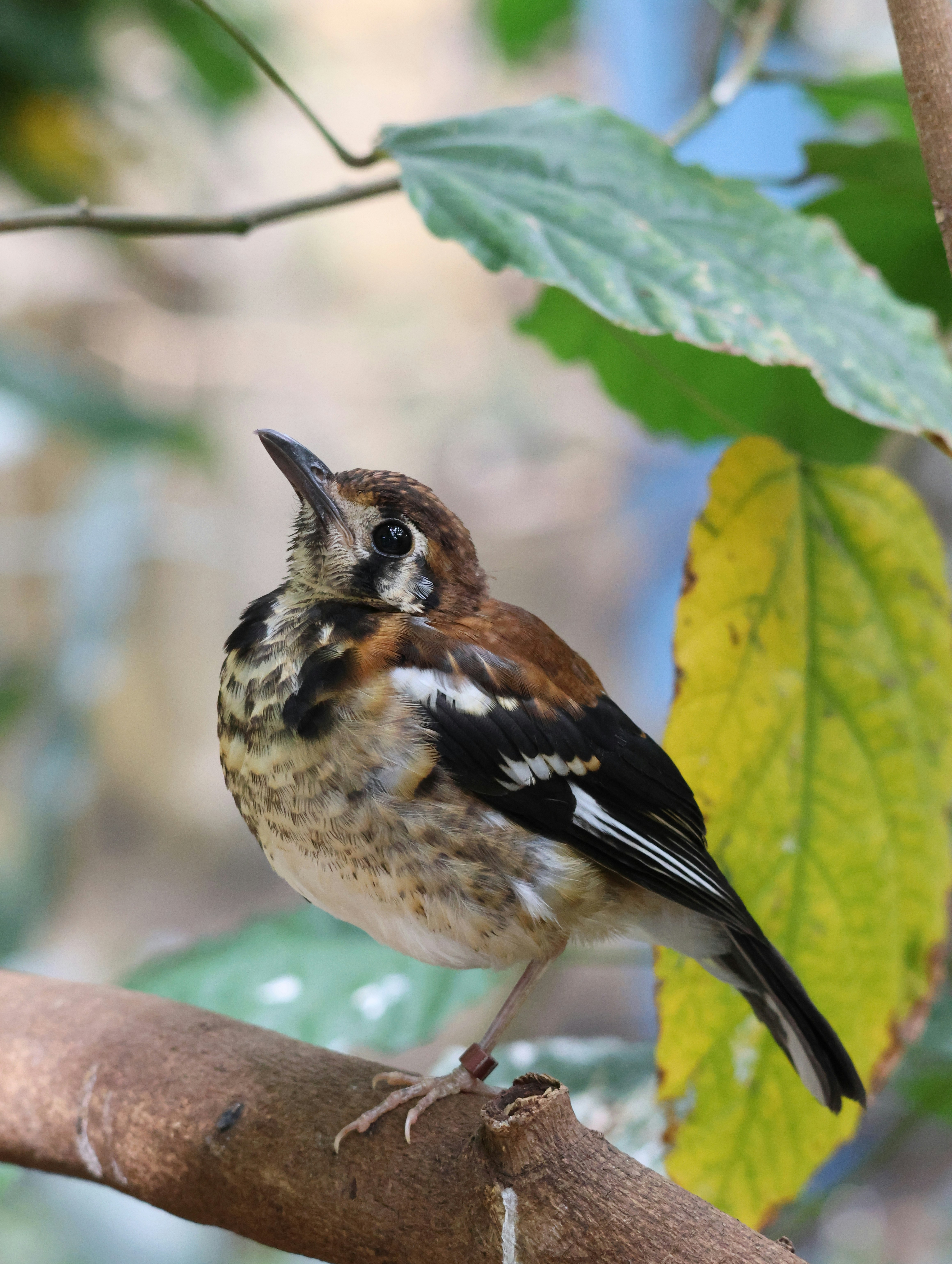 Perched Finch in Soft Focus Greenery