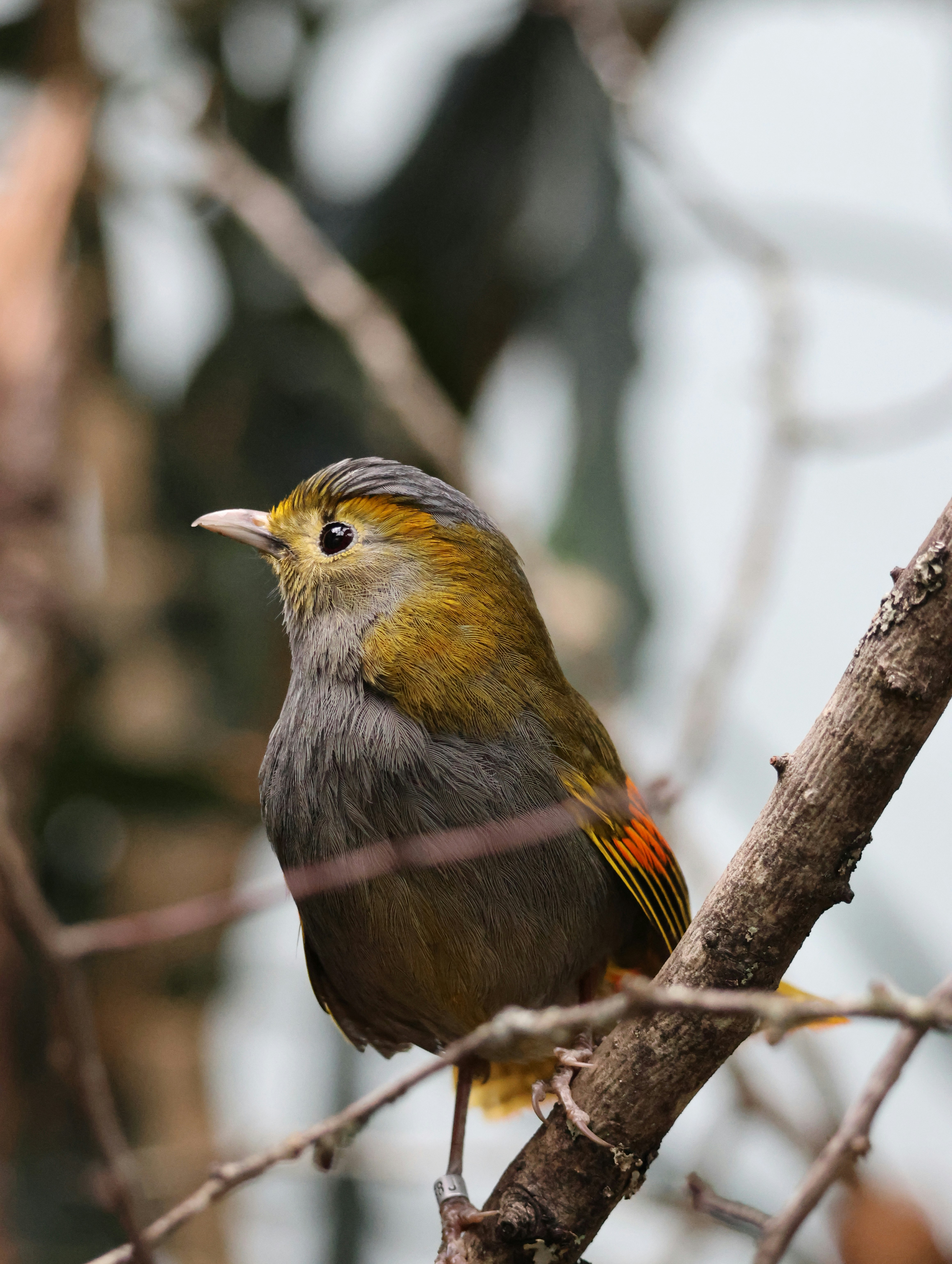 Goldeneye at the Branch: A Portrait of a Small Warbler