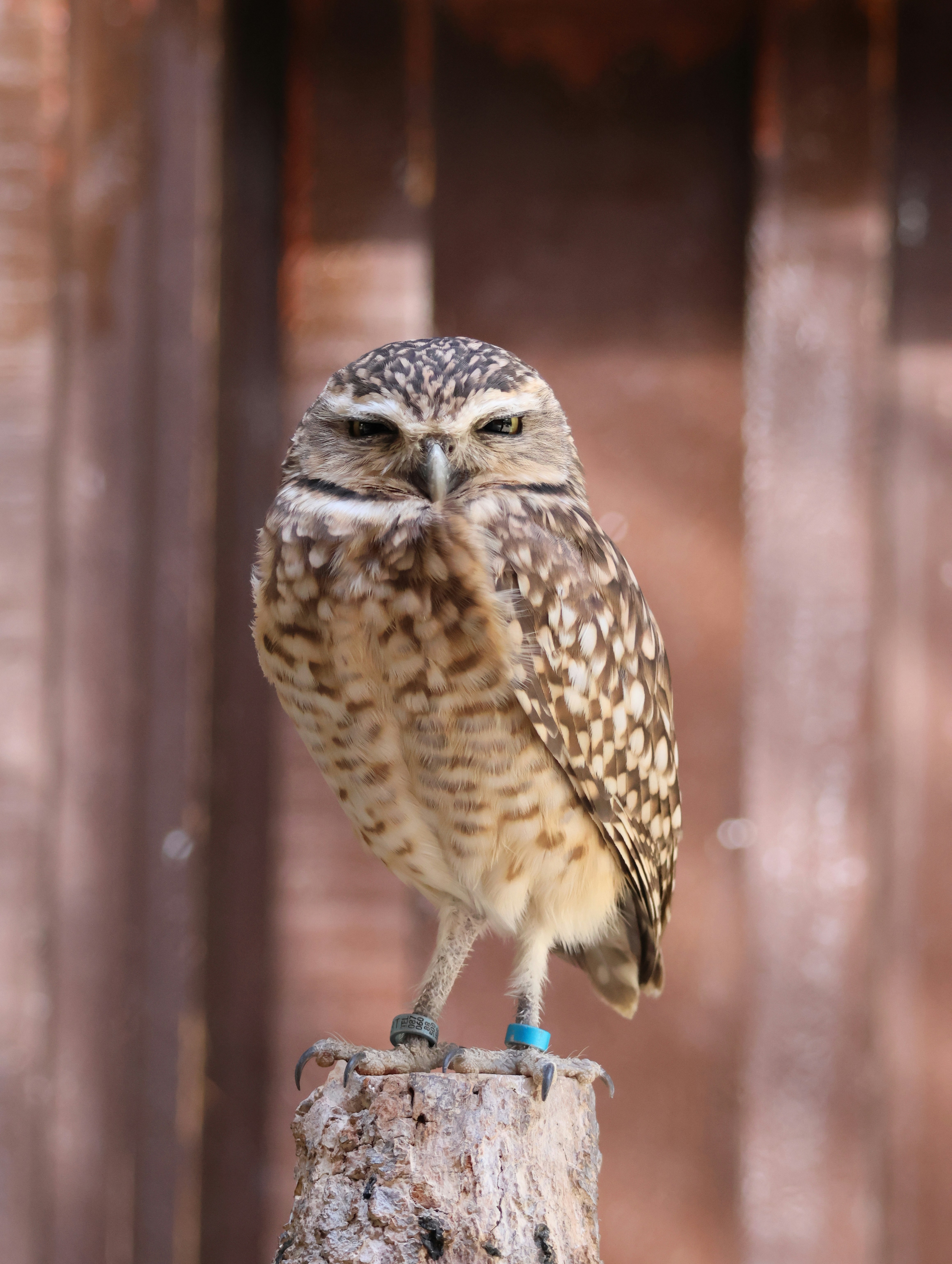 Perched Burrow Owl: Quiet Gaze on Weathered Wood