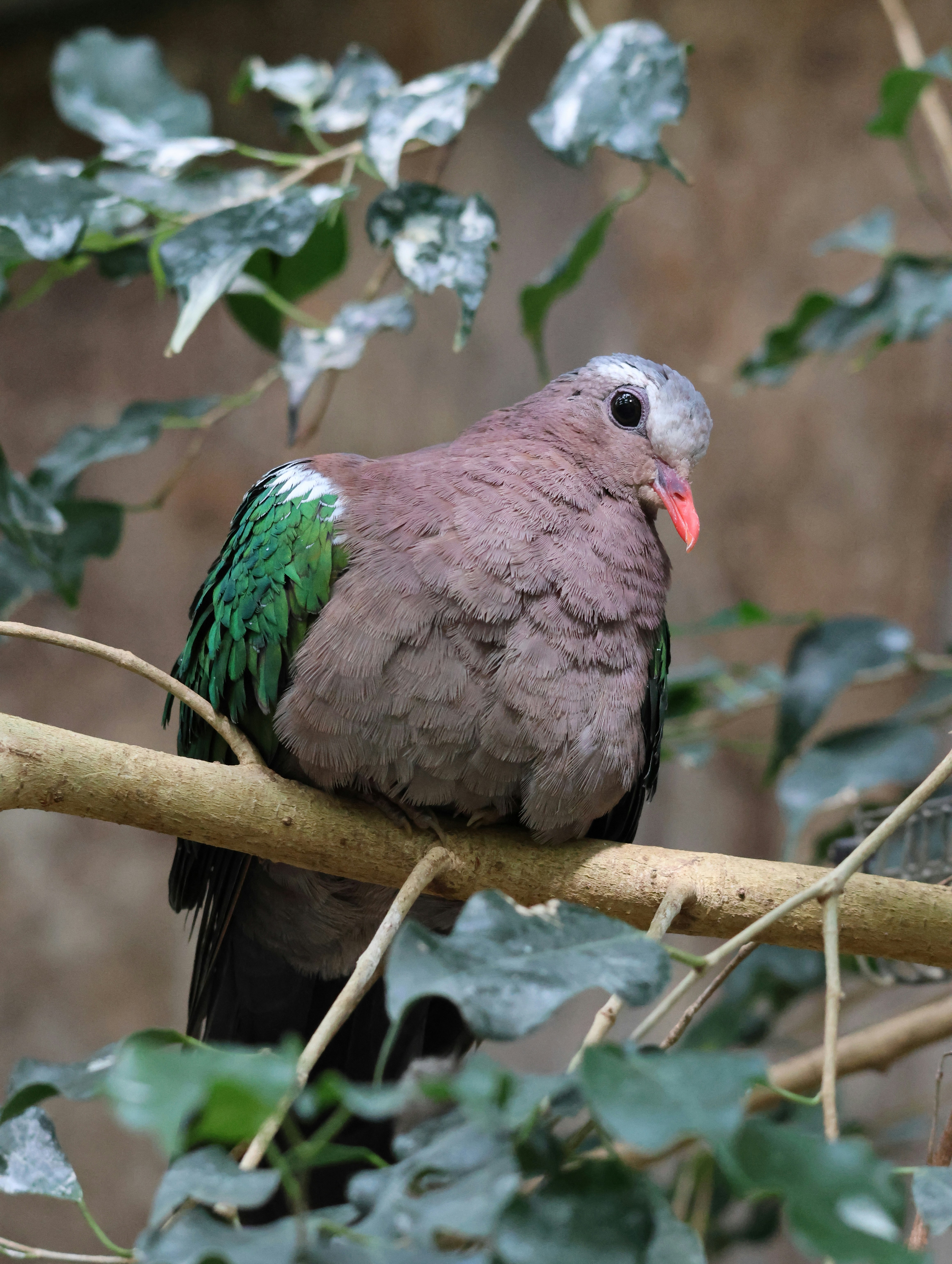 Emerald-accented Gymnospalax: a plum-faced parrot perched among ivy