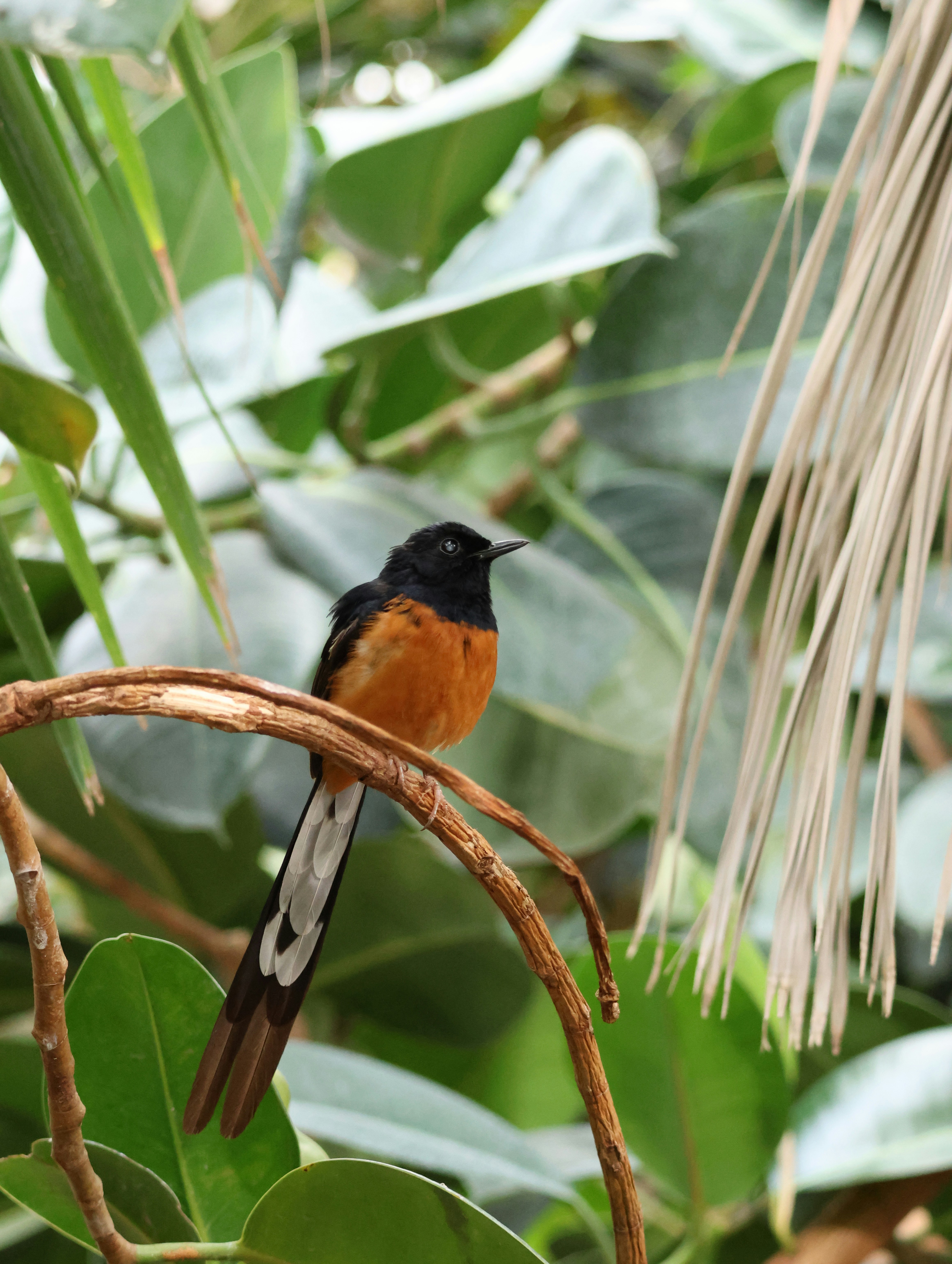 Scarlet-backed Perched Beauty Amid Tropical Foliage