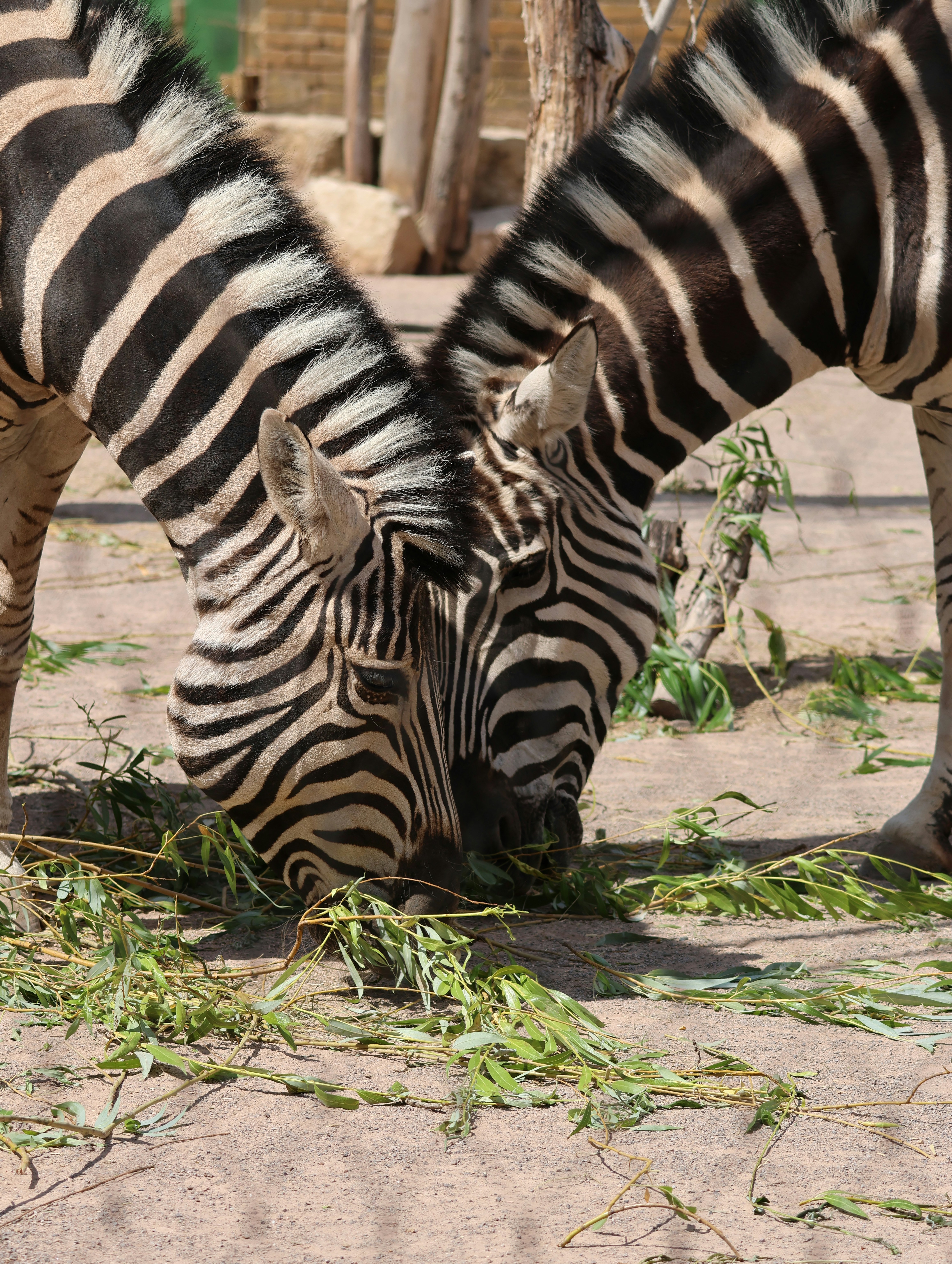 Zebras at Ground-Level: Close Encounter with Stripes and Shadow