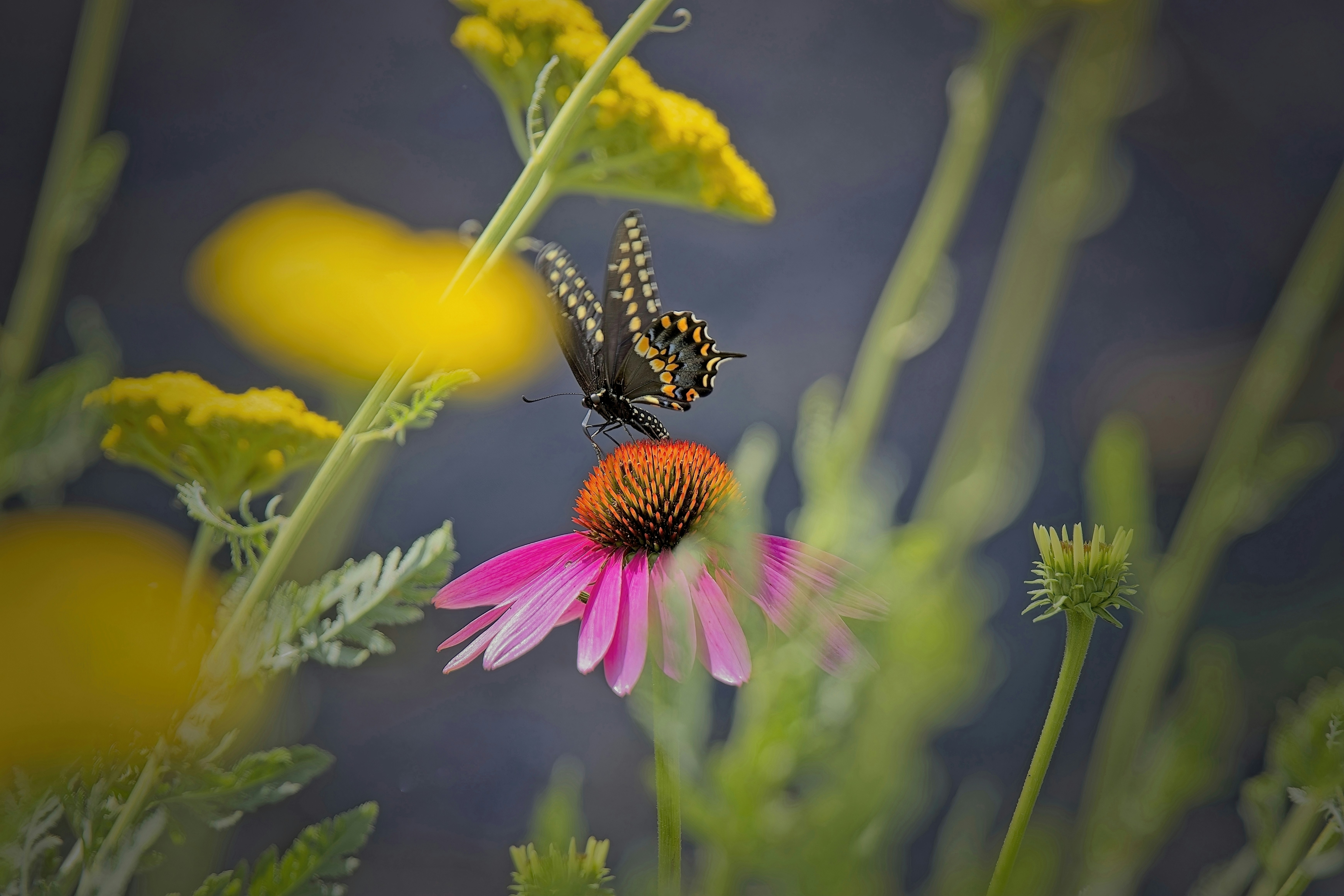 Butterfly nuzzles a vibrant pink coneflower amid blurred yellow petals and green stems in a shallow depth of field.