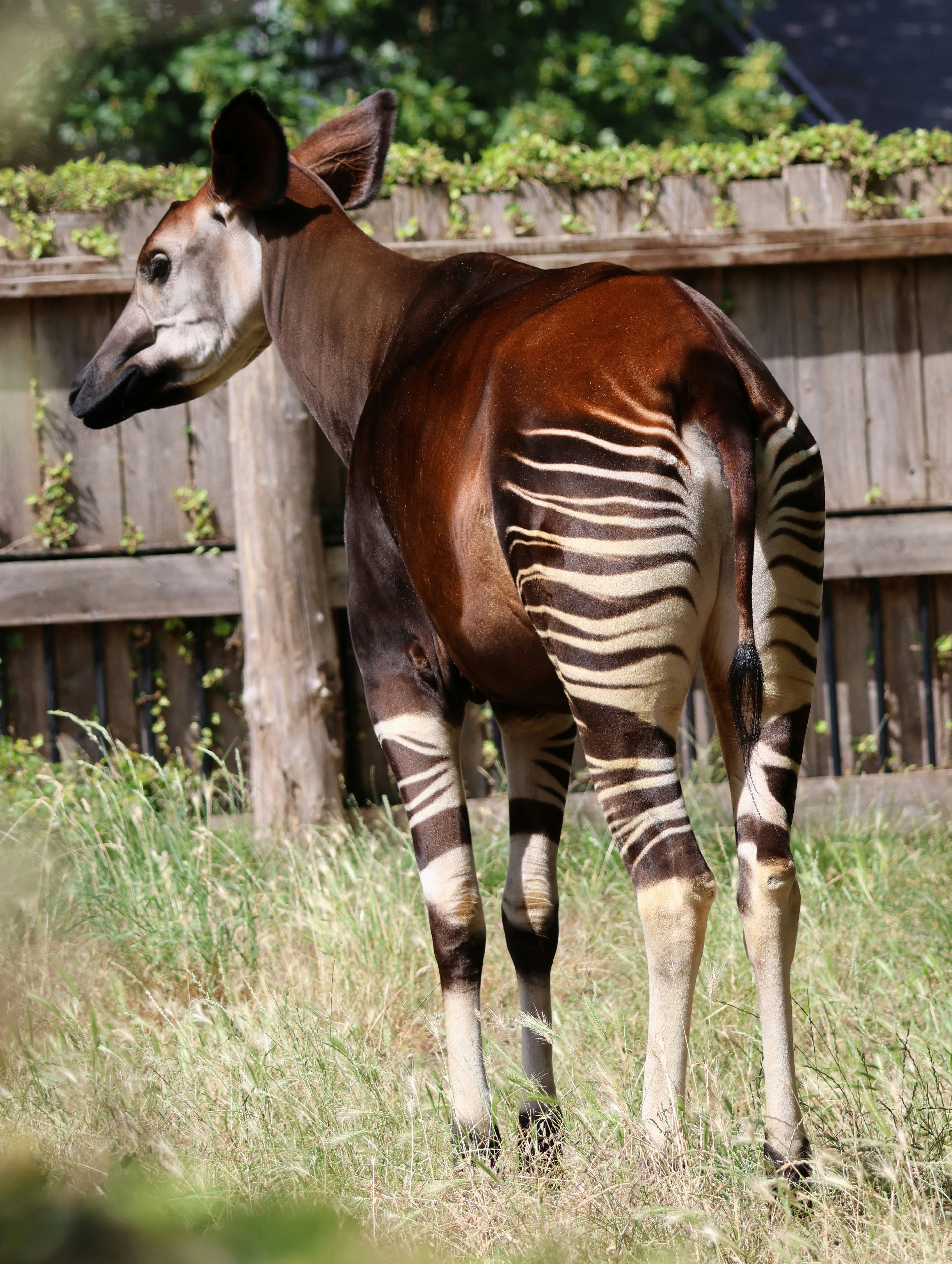 Stripe-kissed Giraffe-Backed Antelope in a Quiet Yard