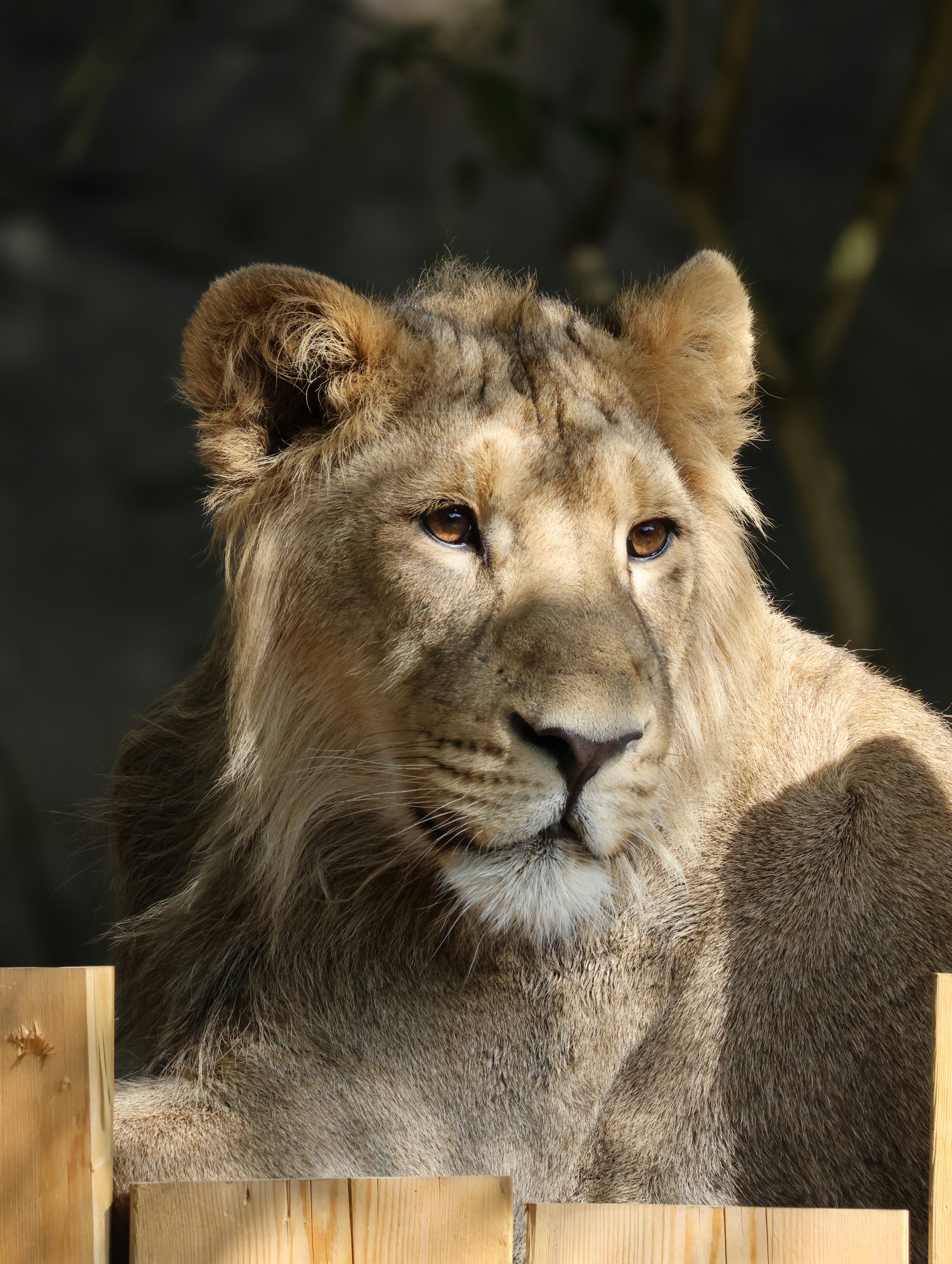 Lion’s Quiet Gaze Through the Wooden Barrier