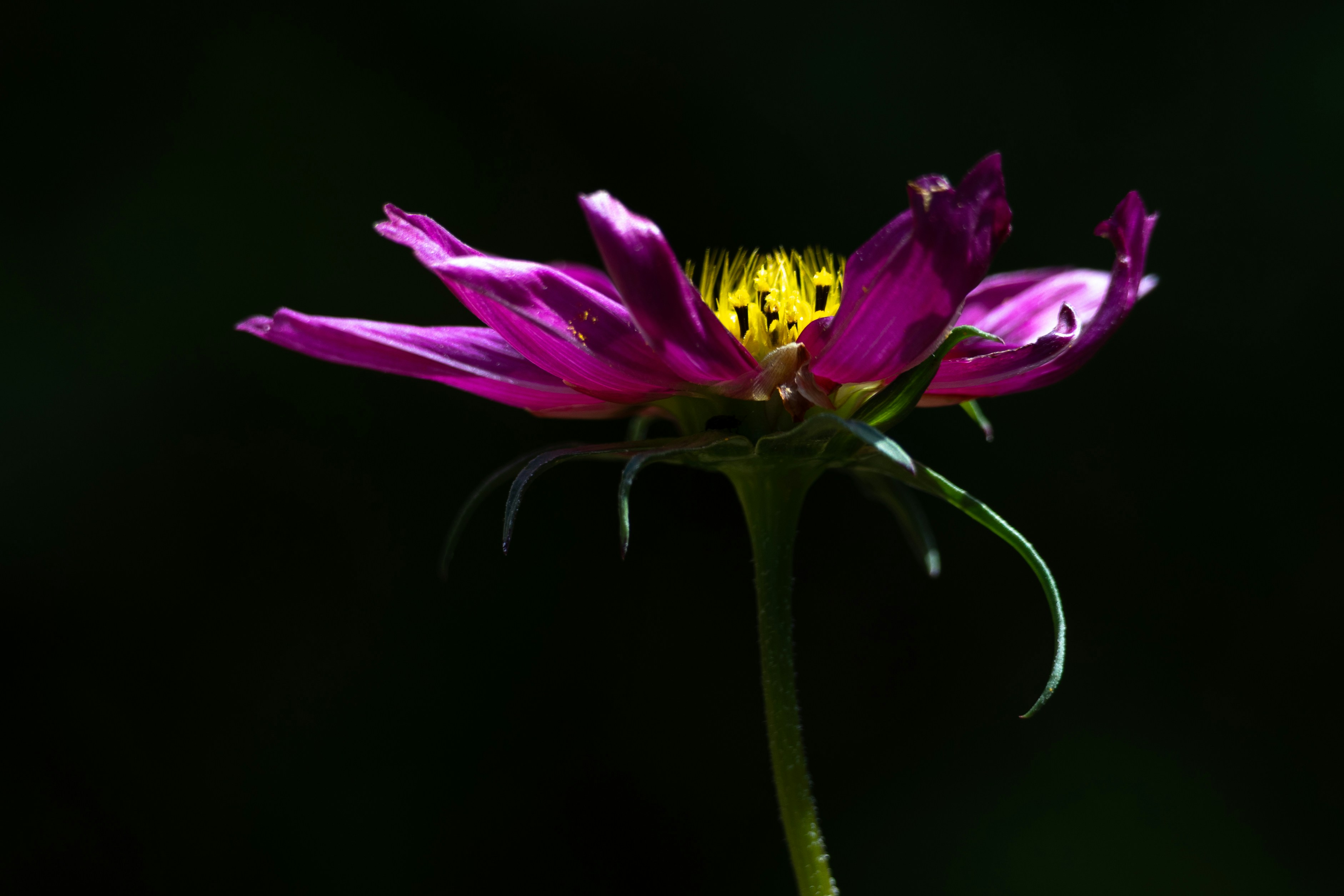 Petals in Shadow: A Crimson Bloom Reaches Toward Light