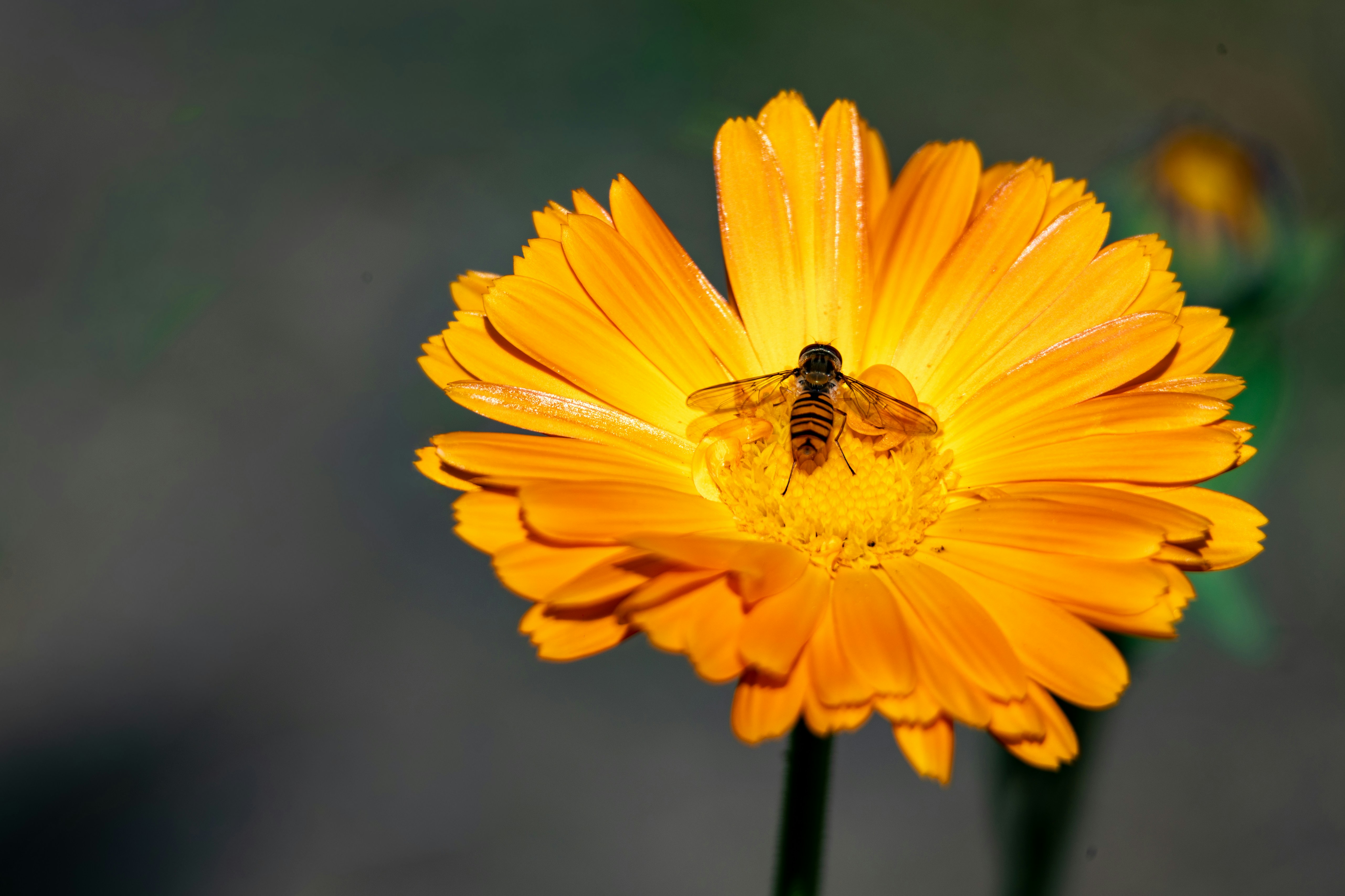 Golden Bloom and Bee: A Close-Up of Sunlit Petals