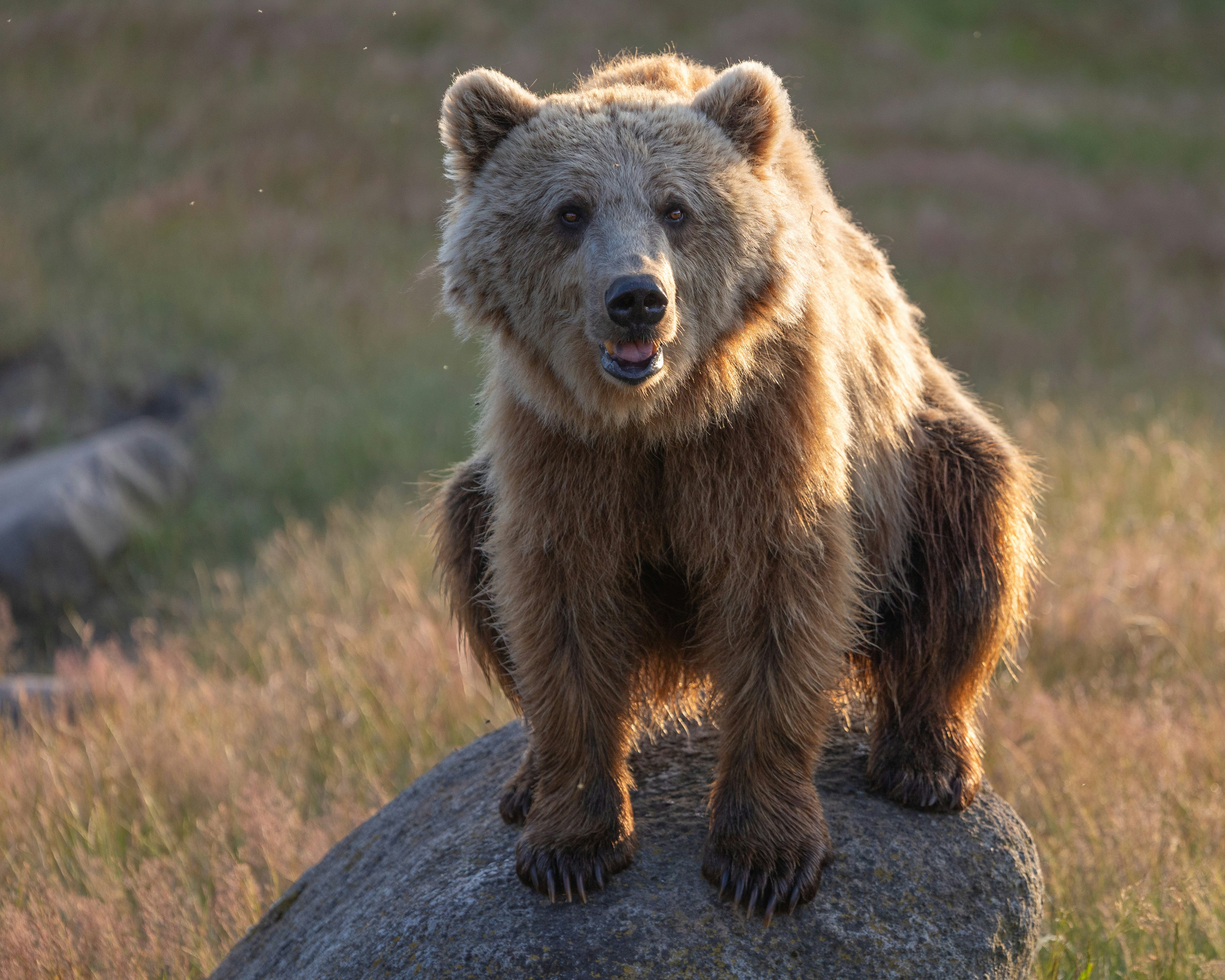 Standground Portrait: Grinning Grizzly on a Granite Pedestal
