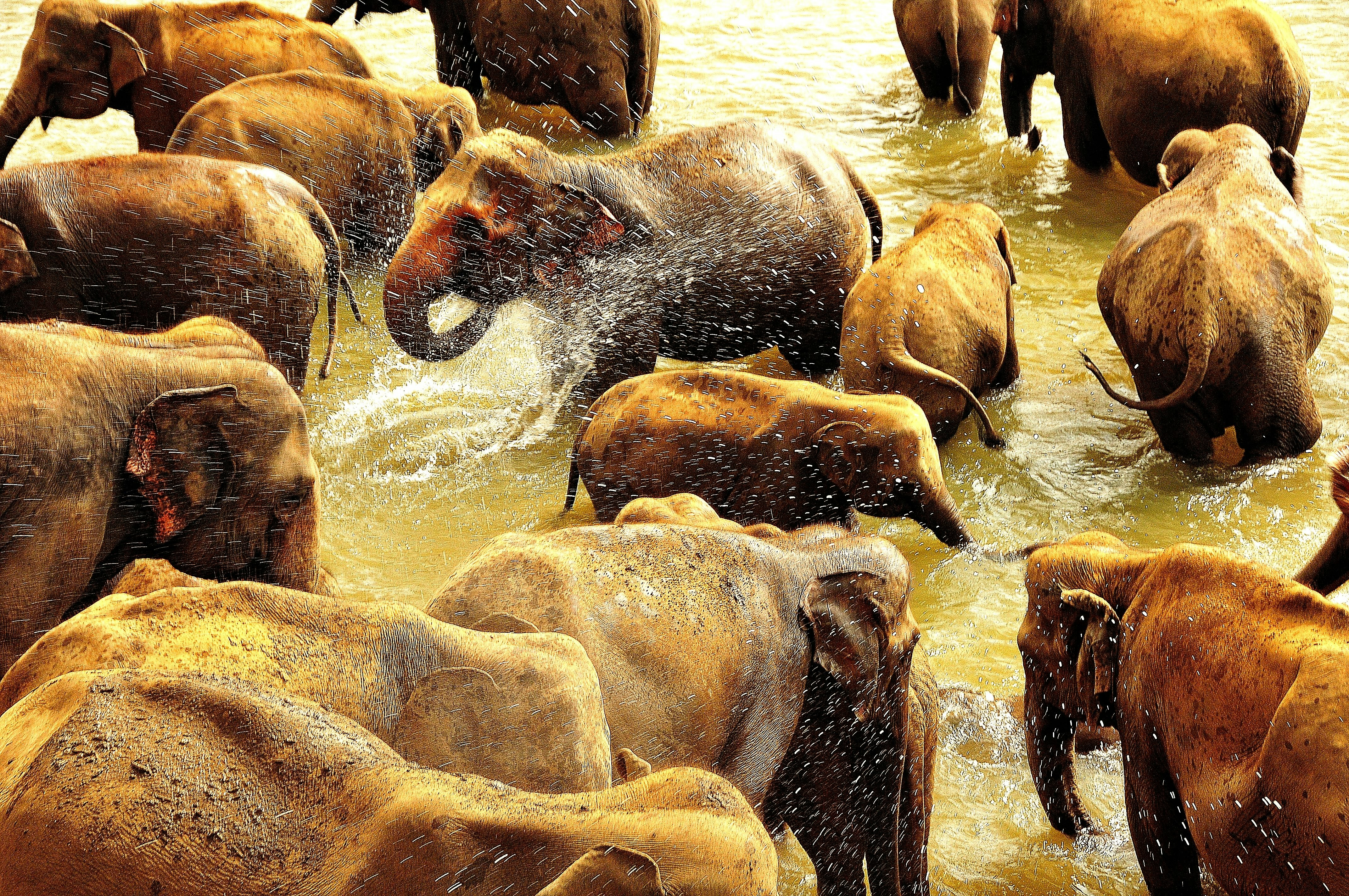 Frantic immune of elephants at a muddy crossing