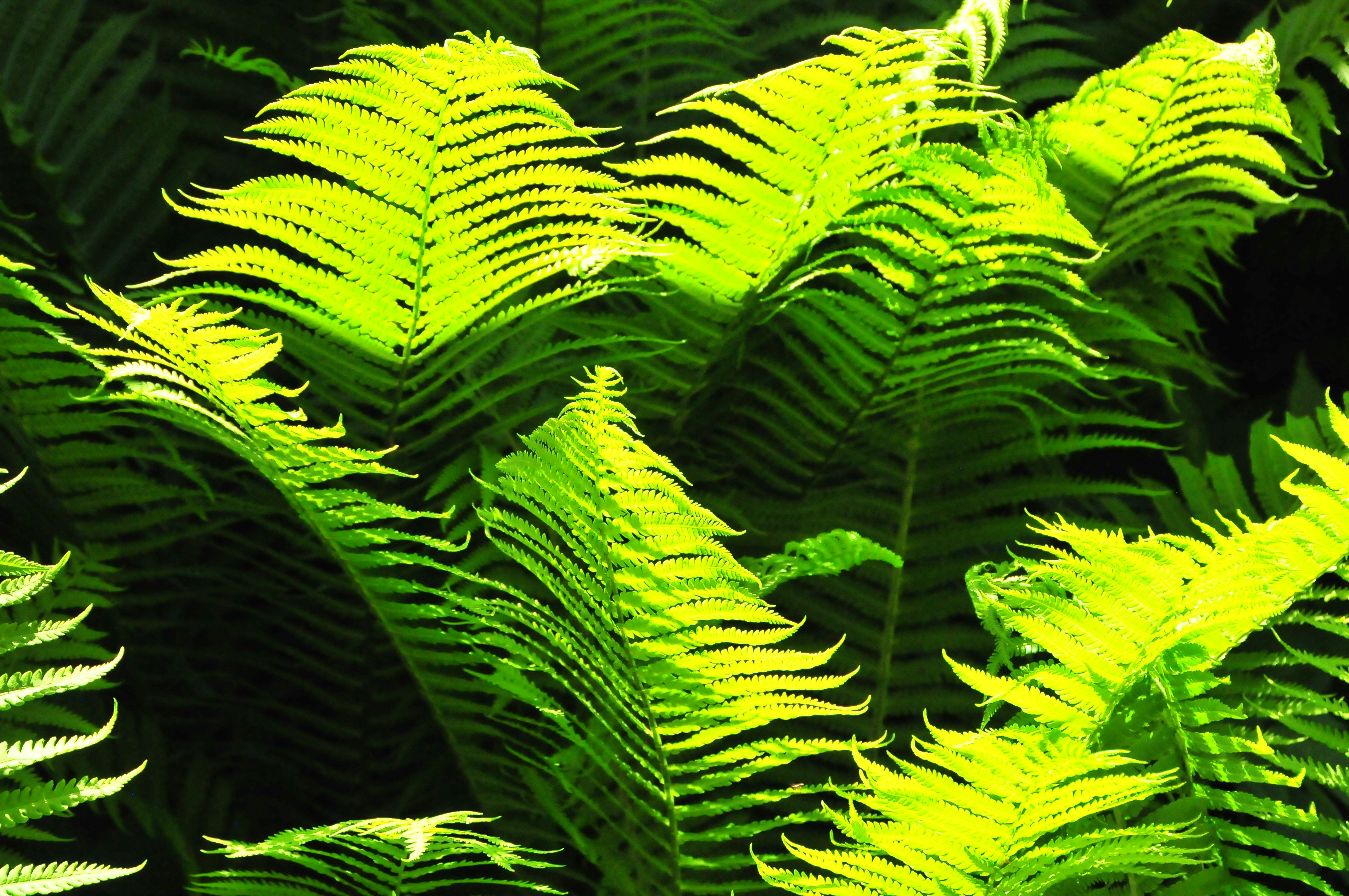 Sunlit Fern Fronds Dancing in Green Light