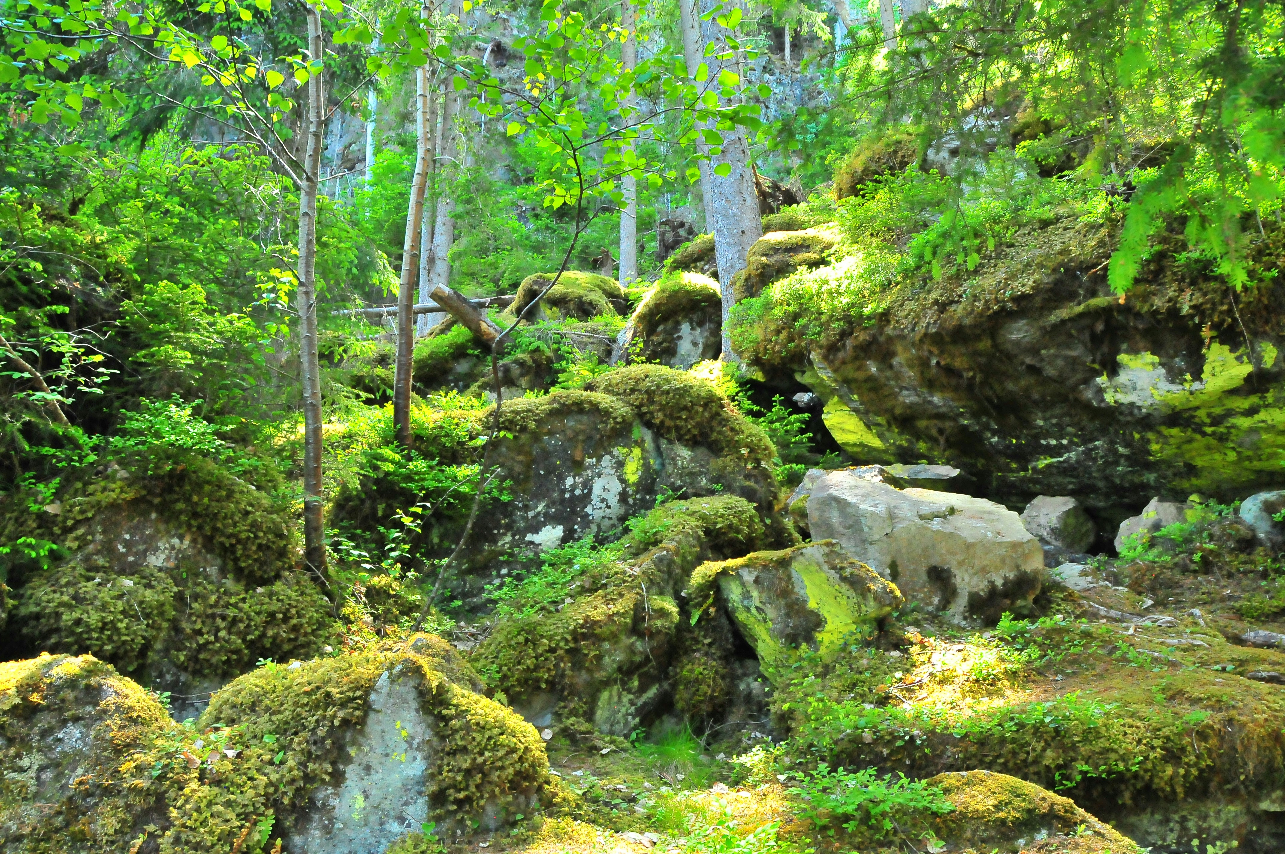 Moss-Ccovered Stones and Sunlit Greenery in a Quiet Forest Clearing