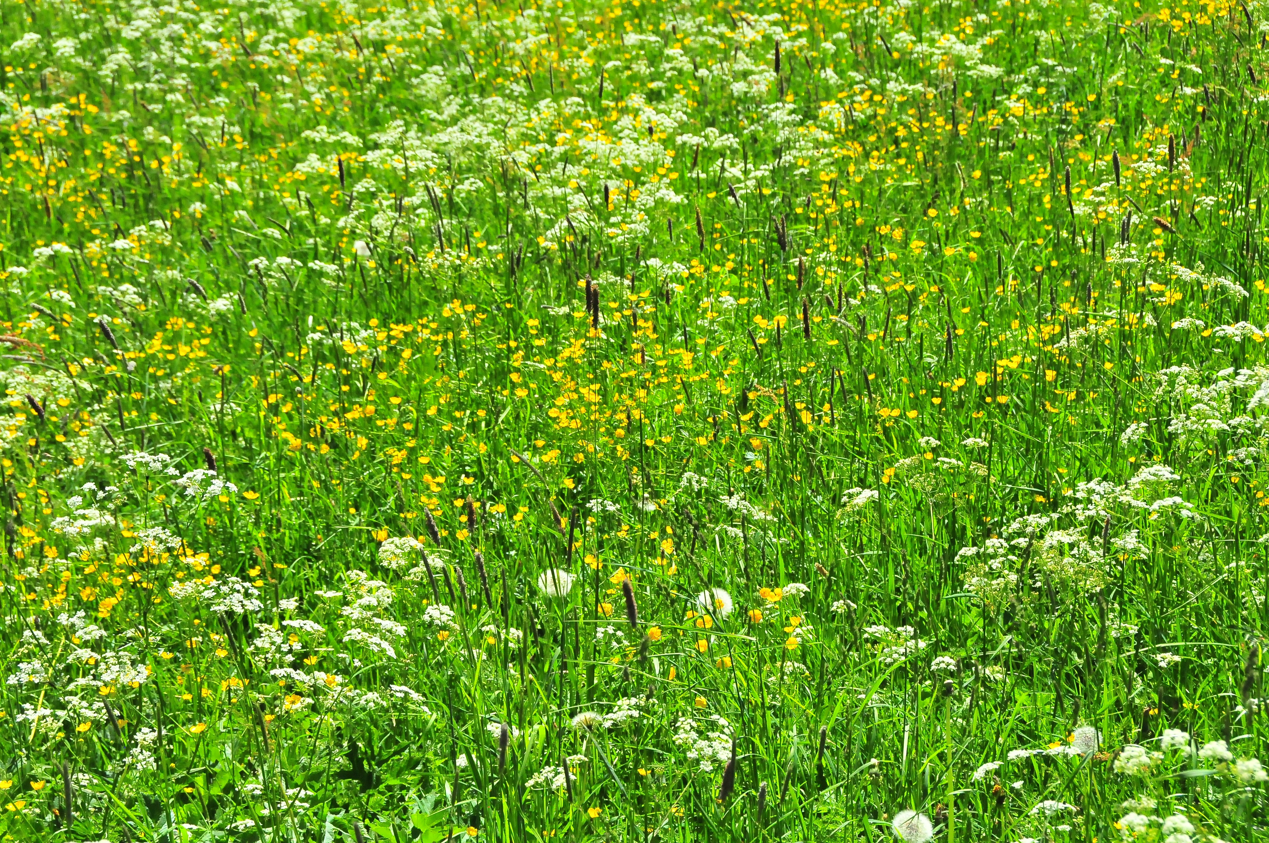 Field of Quiet Zest: Yellow Blossoms Amid Green Tapestry