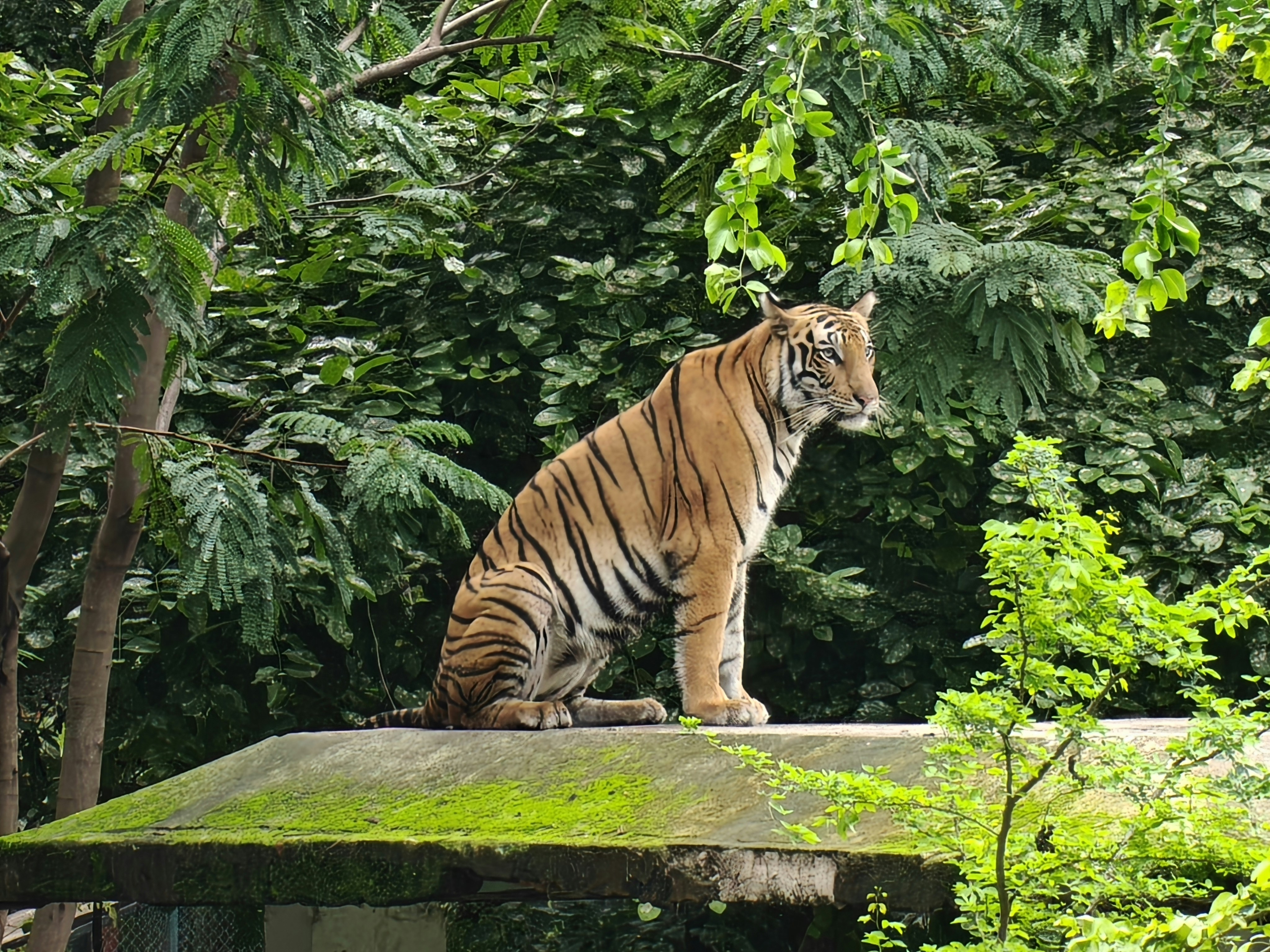 Tiger on mossy concrete: a quiet moment in the green enclosure