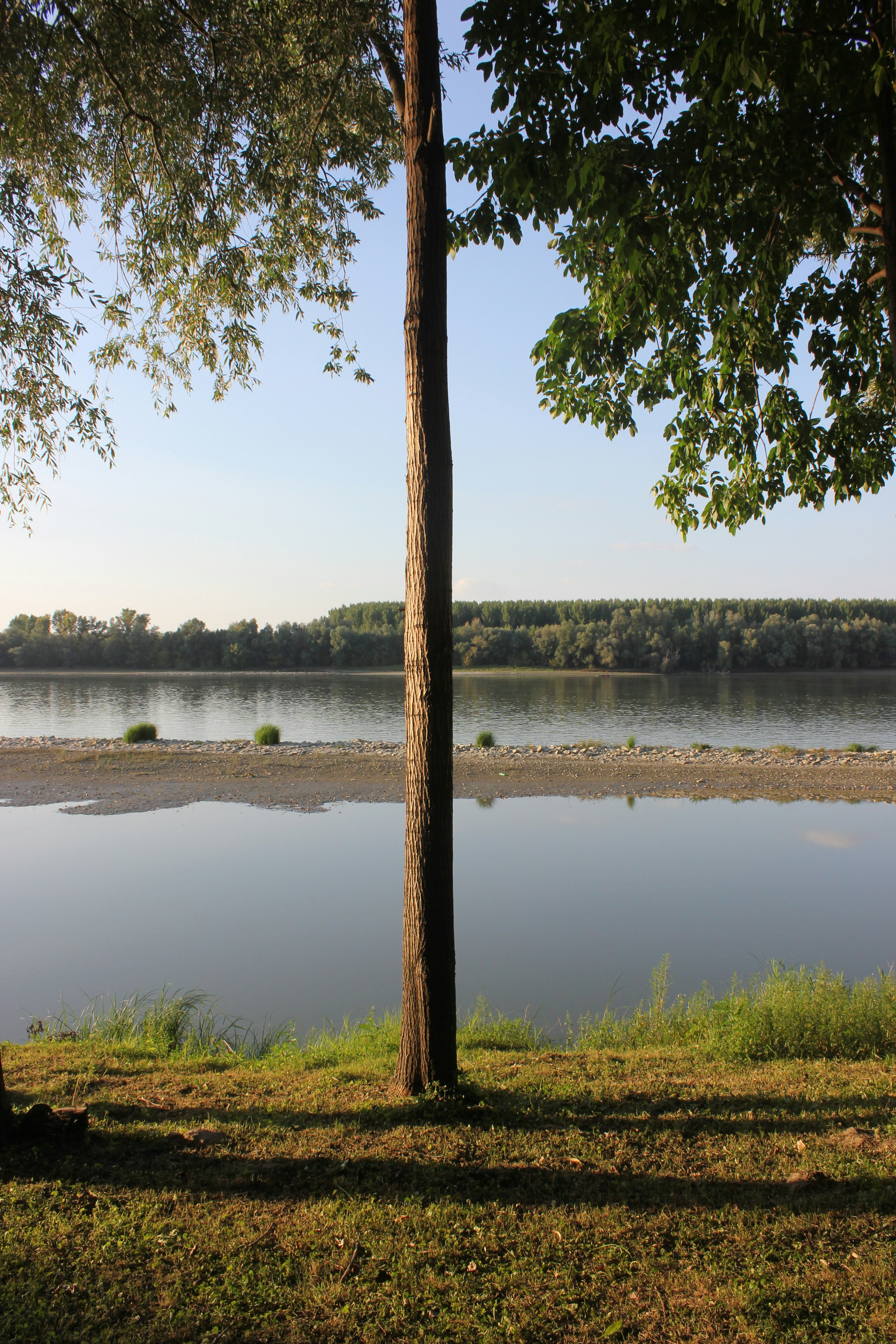 Centered Tree Trunk Framing a Quiet Lakeside