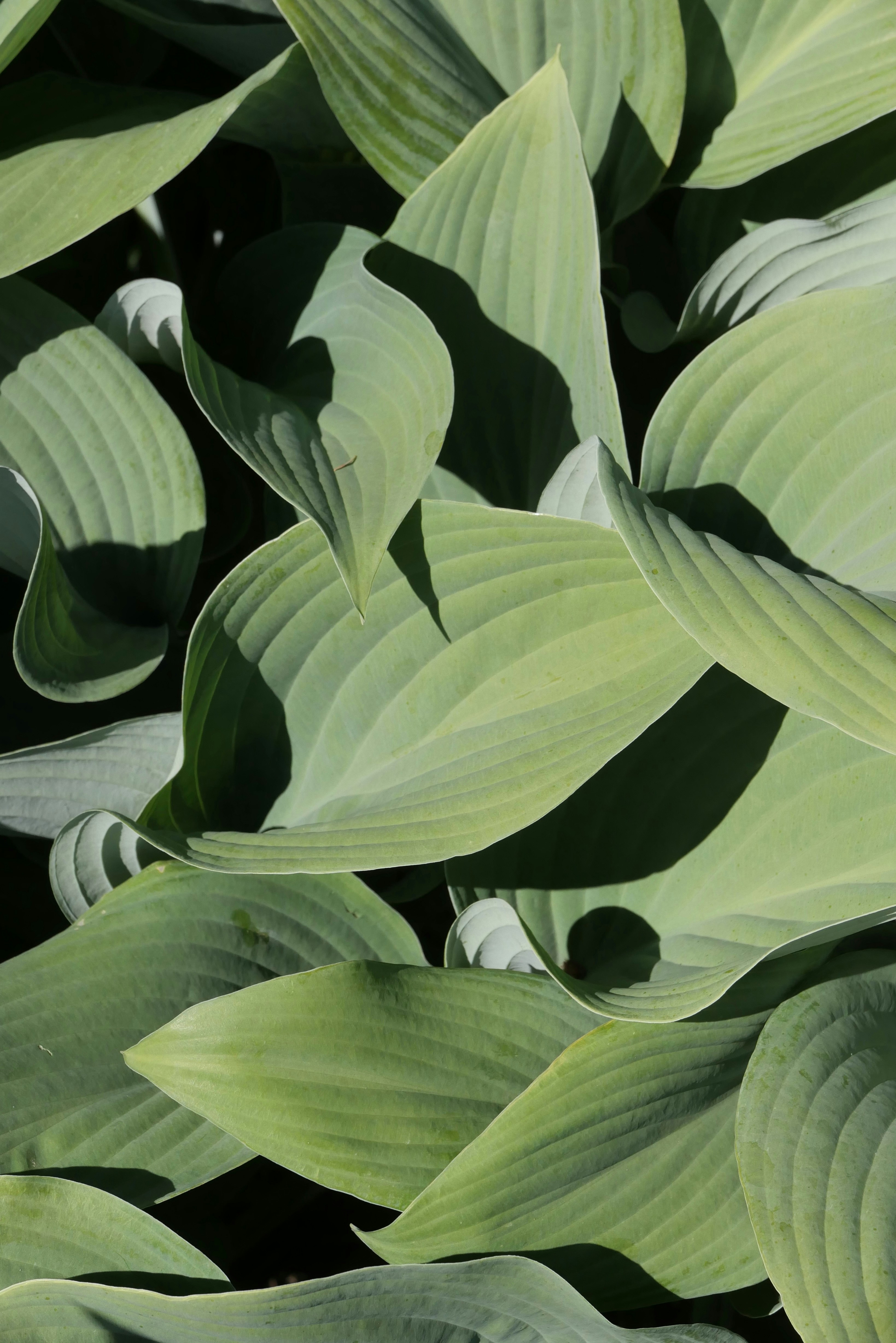 Close-up of overlapping pale green hosta leaves with pronounced veins and soft shadows, forming abstract, curved shapes and textures. The image emphasizes natural foliage texture and tonal variations.