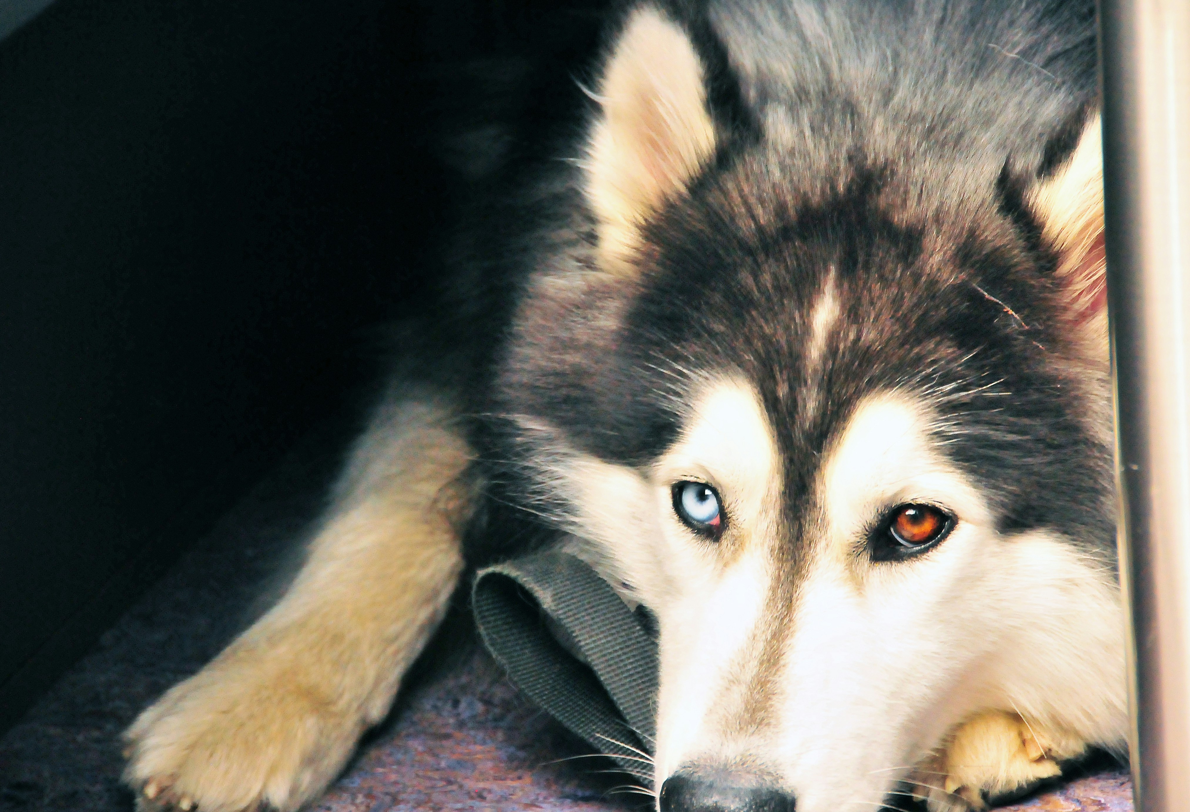 Snowy-Eyed Sentinel: Husky Half-Shadowed in a Carriage Doorway