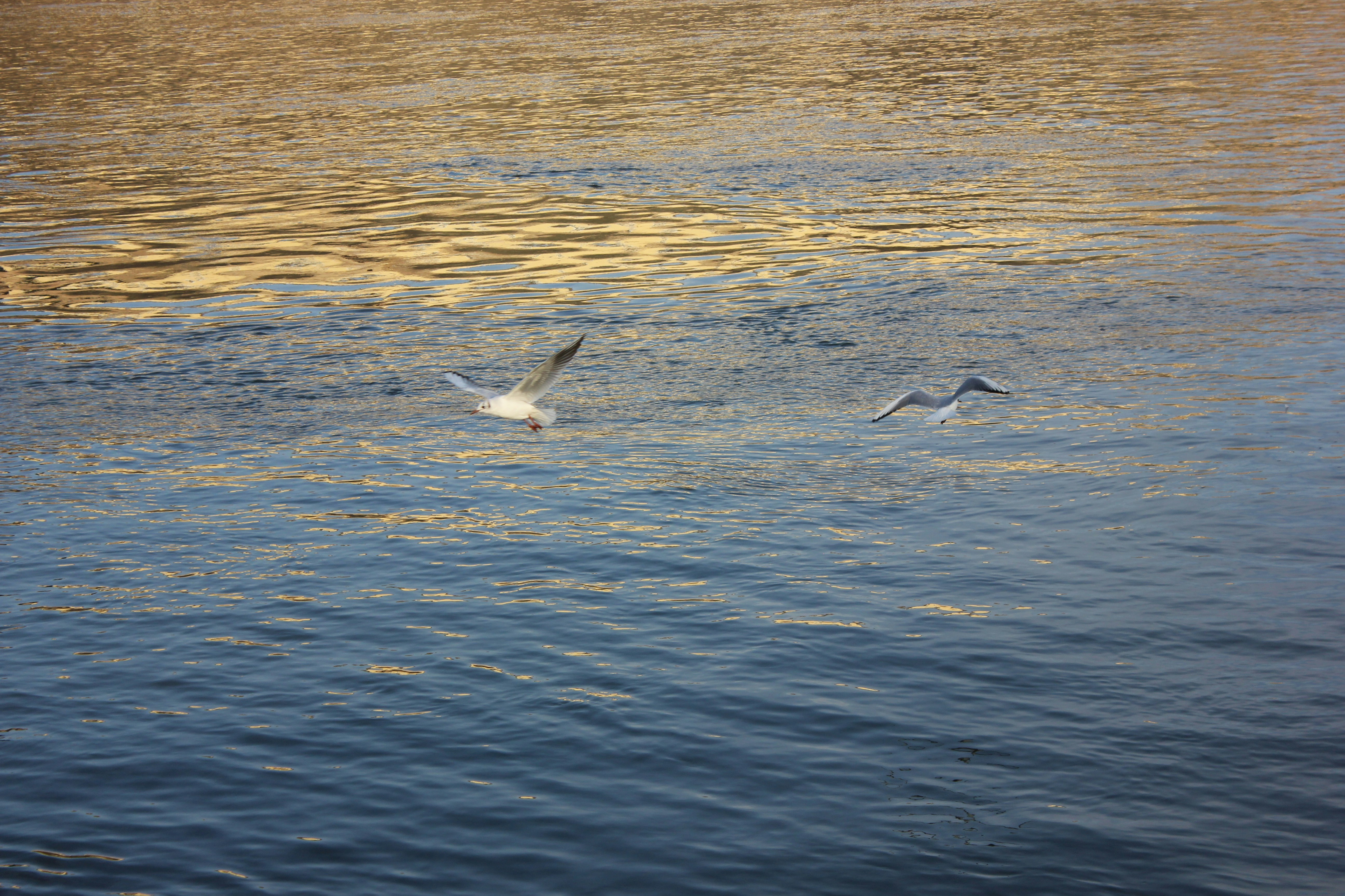 Dawn over Gentle Tides: Birds in Arc