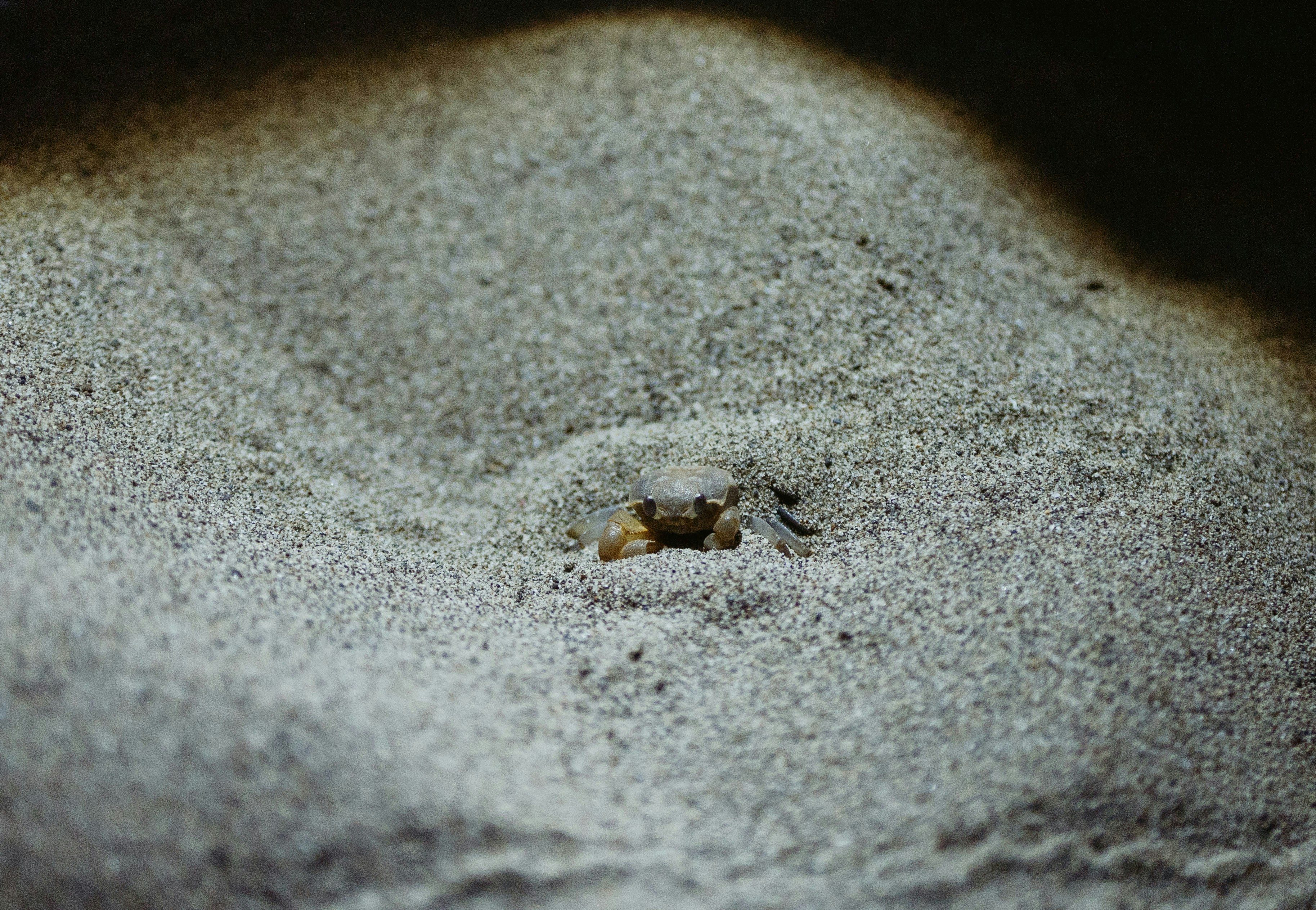Desert Crab at the Sand's Edge