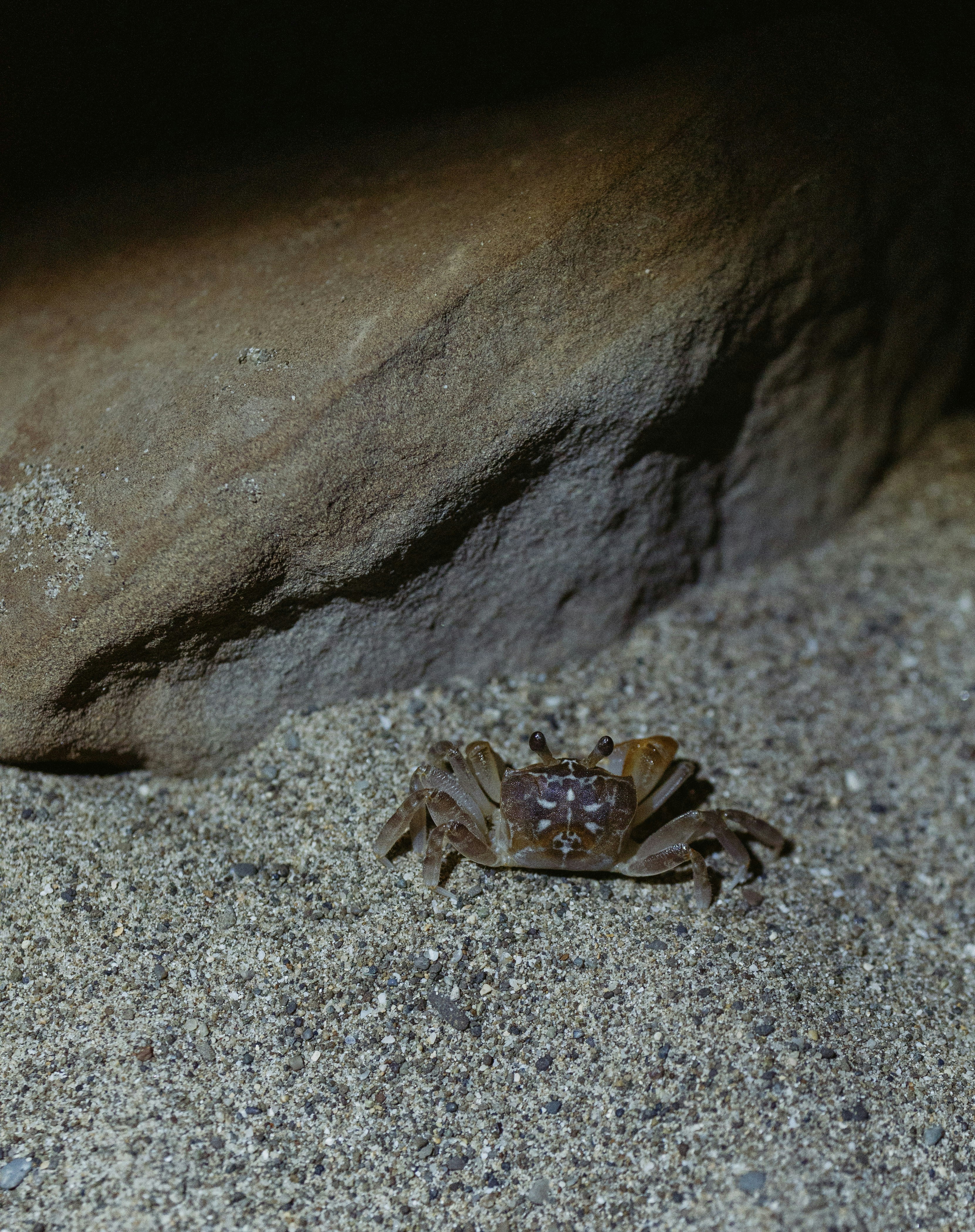 Sand-streaked Crab Beneath a Shadowed Rock