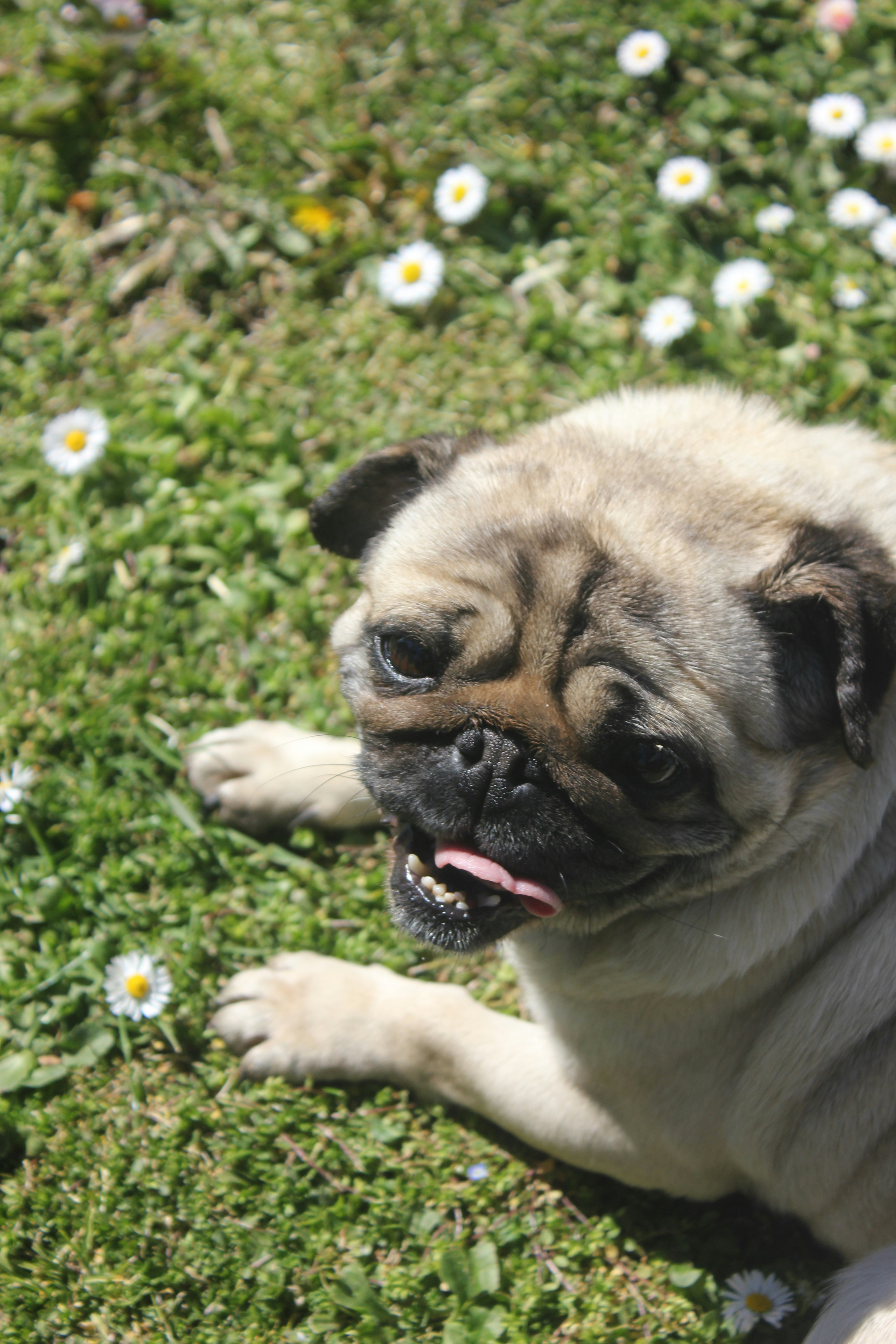 Sweet Canine Gaze Among Daisies