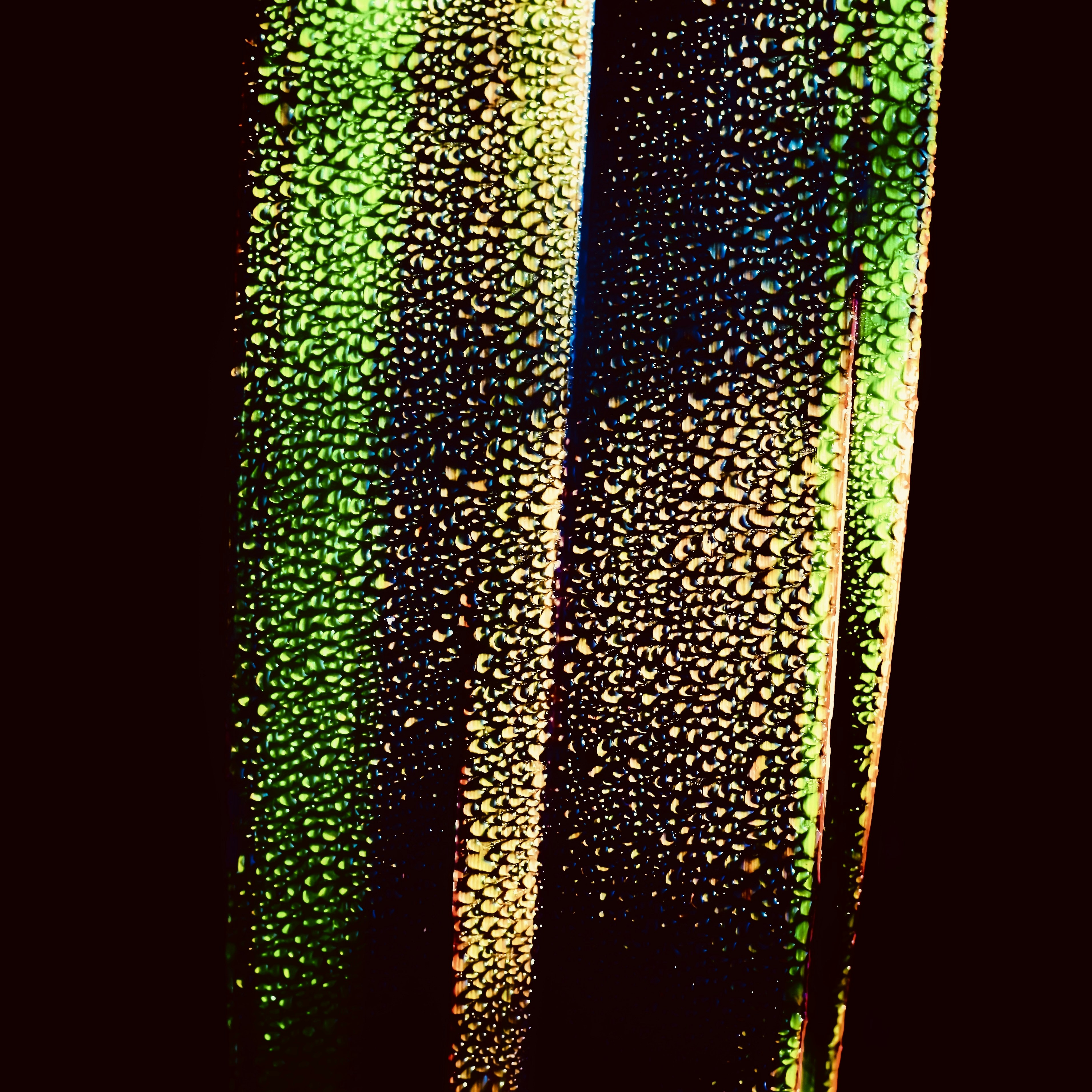 Vertical Stripes of Dew: A Macro Play with Color and Texture