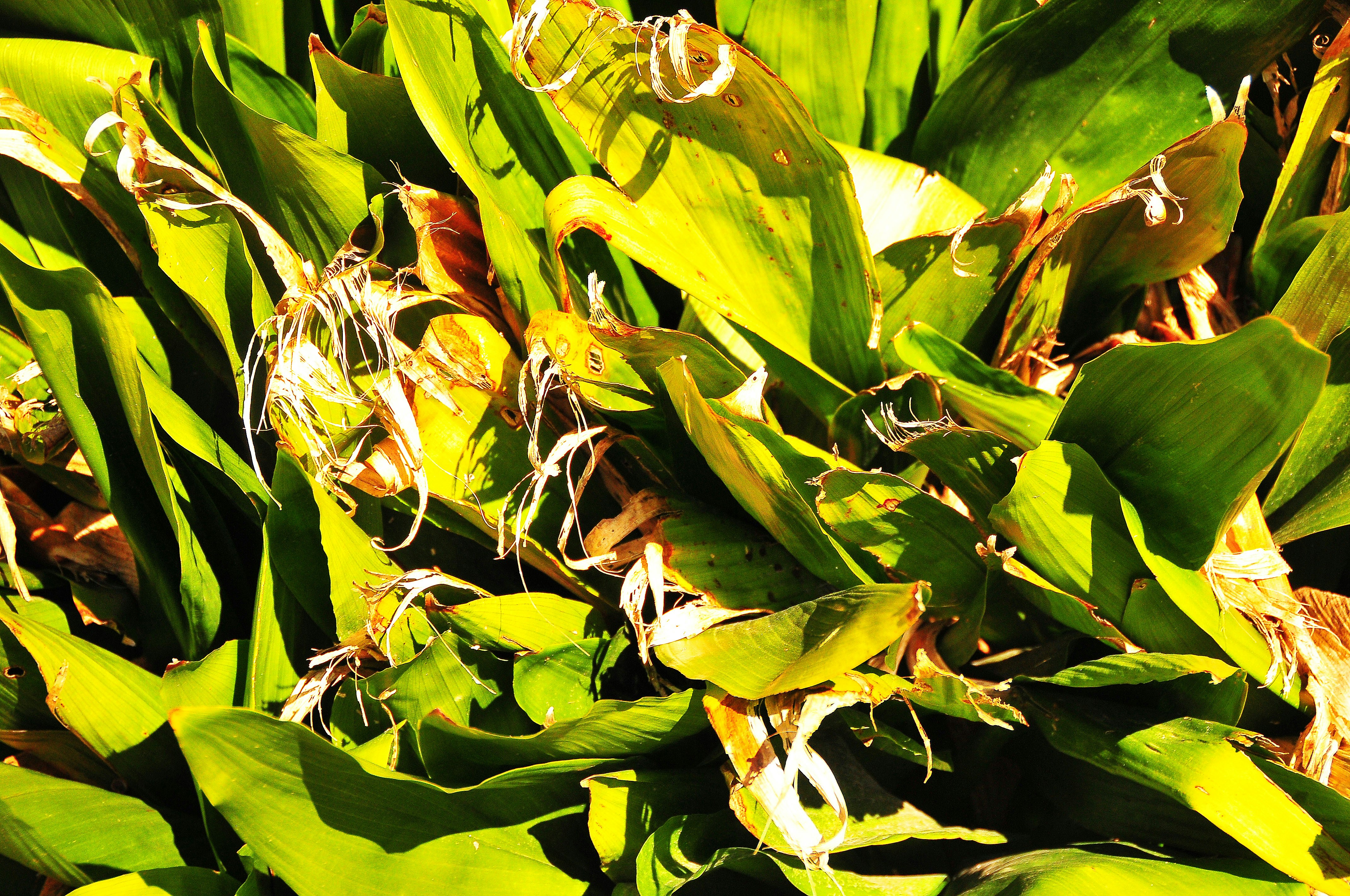 Sunlit Strands of Green: Crisp Leaves and Tattered Vines