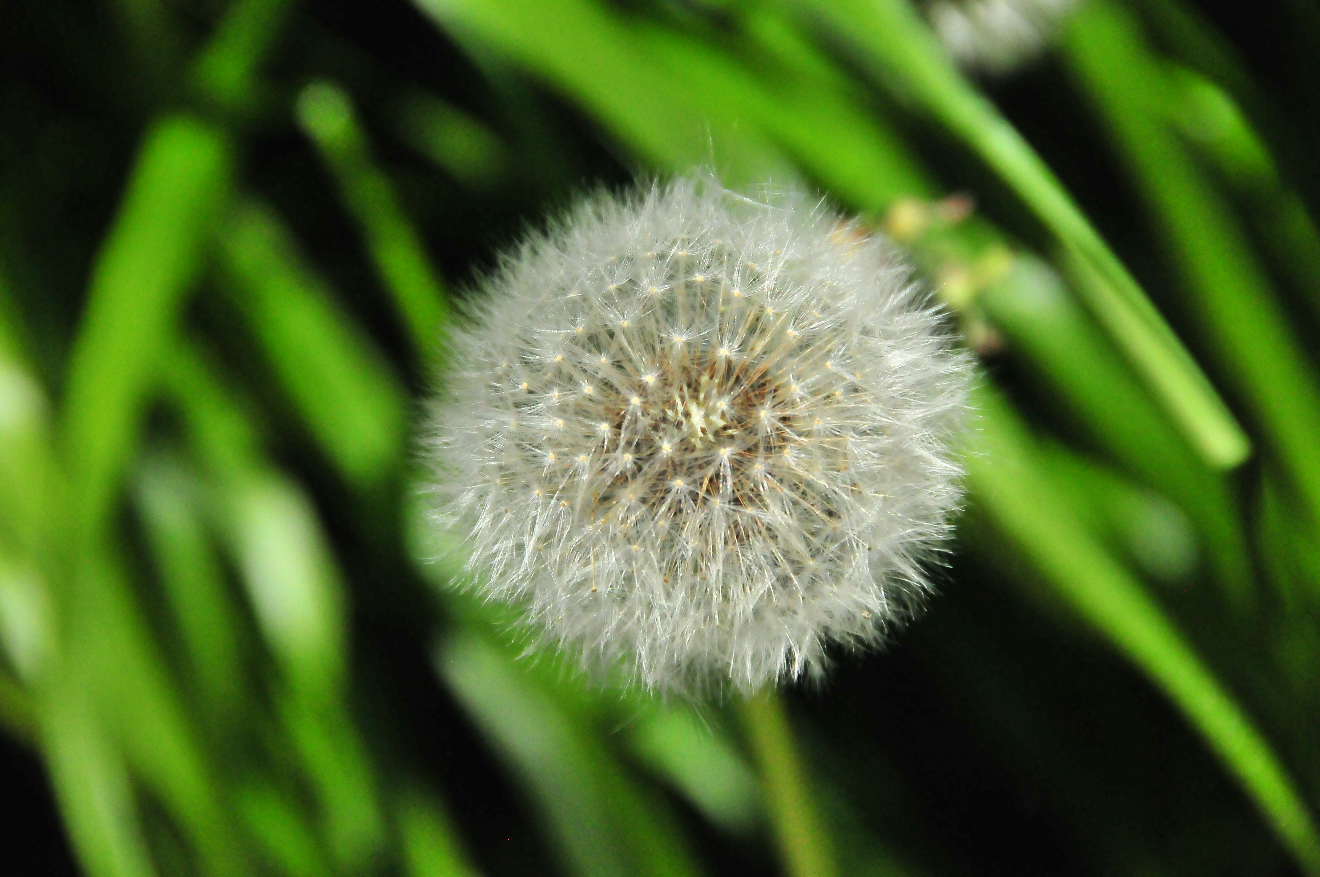 A close-up of a dandelion seed head with delicate tufts radiating from the center, set against a blurred green background.