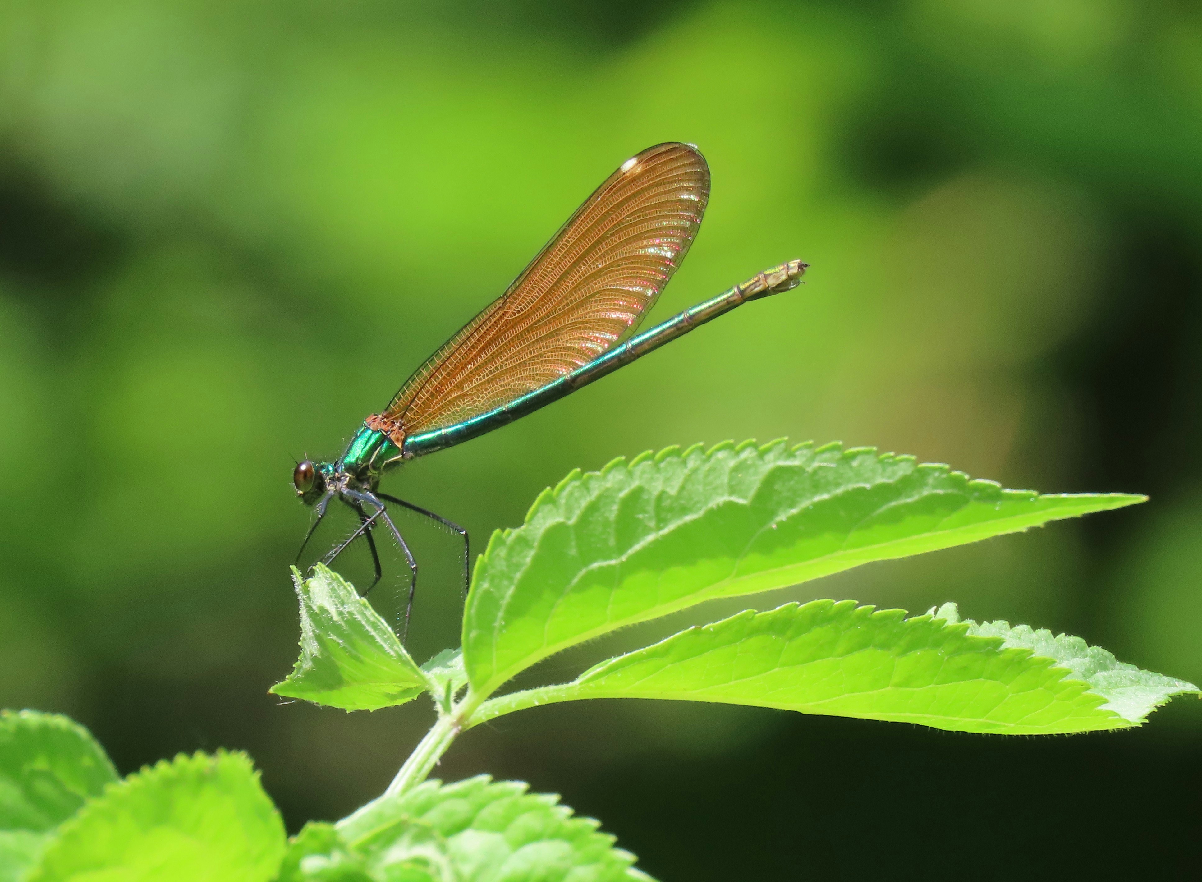 Green-Scaled Dancer: A Dragonfly Resting on a Fresh Leaf