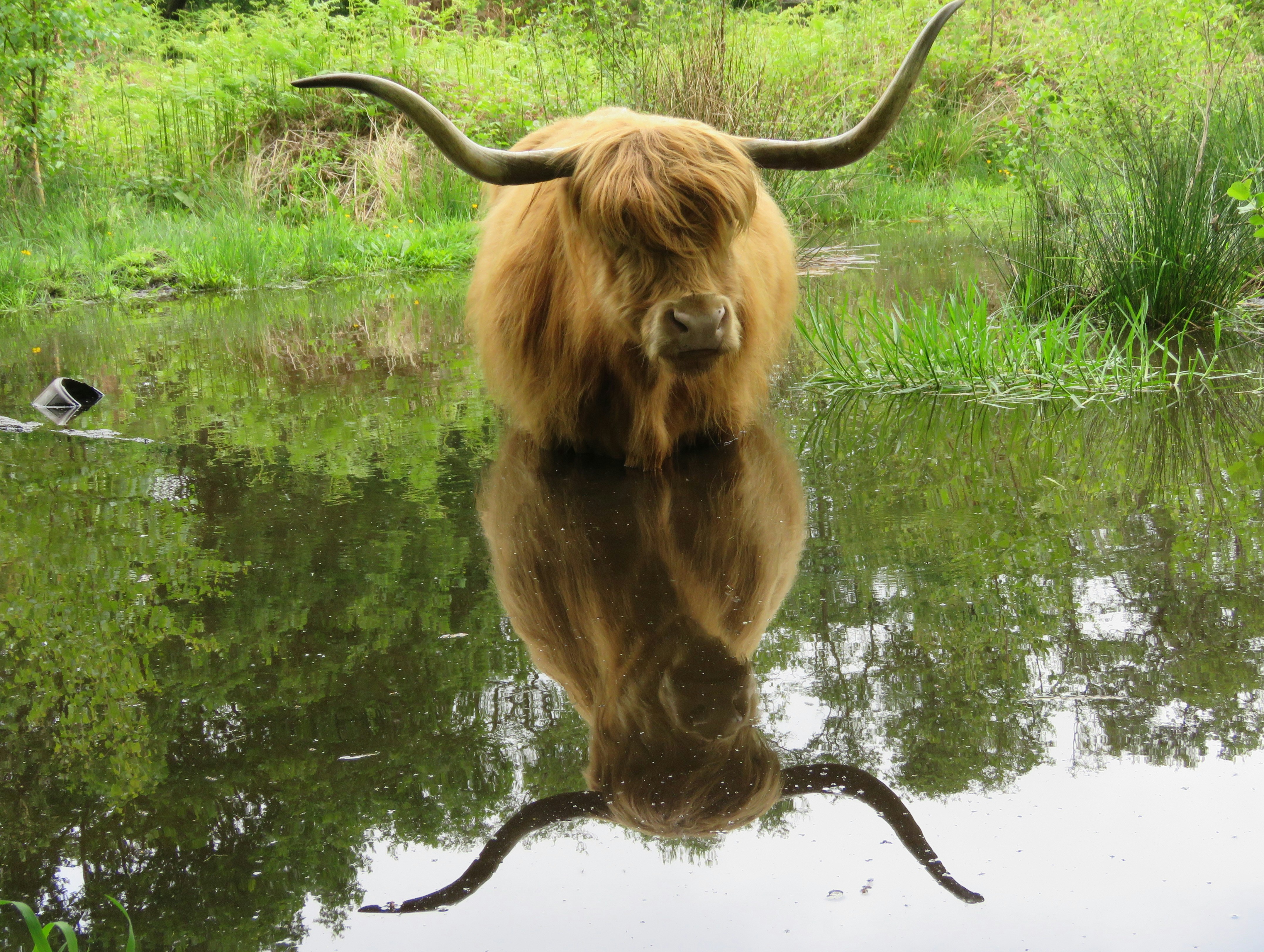 Reflection of a Highlander: Side-Swept Horns in Quiet Wetland