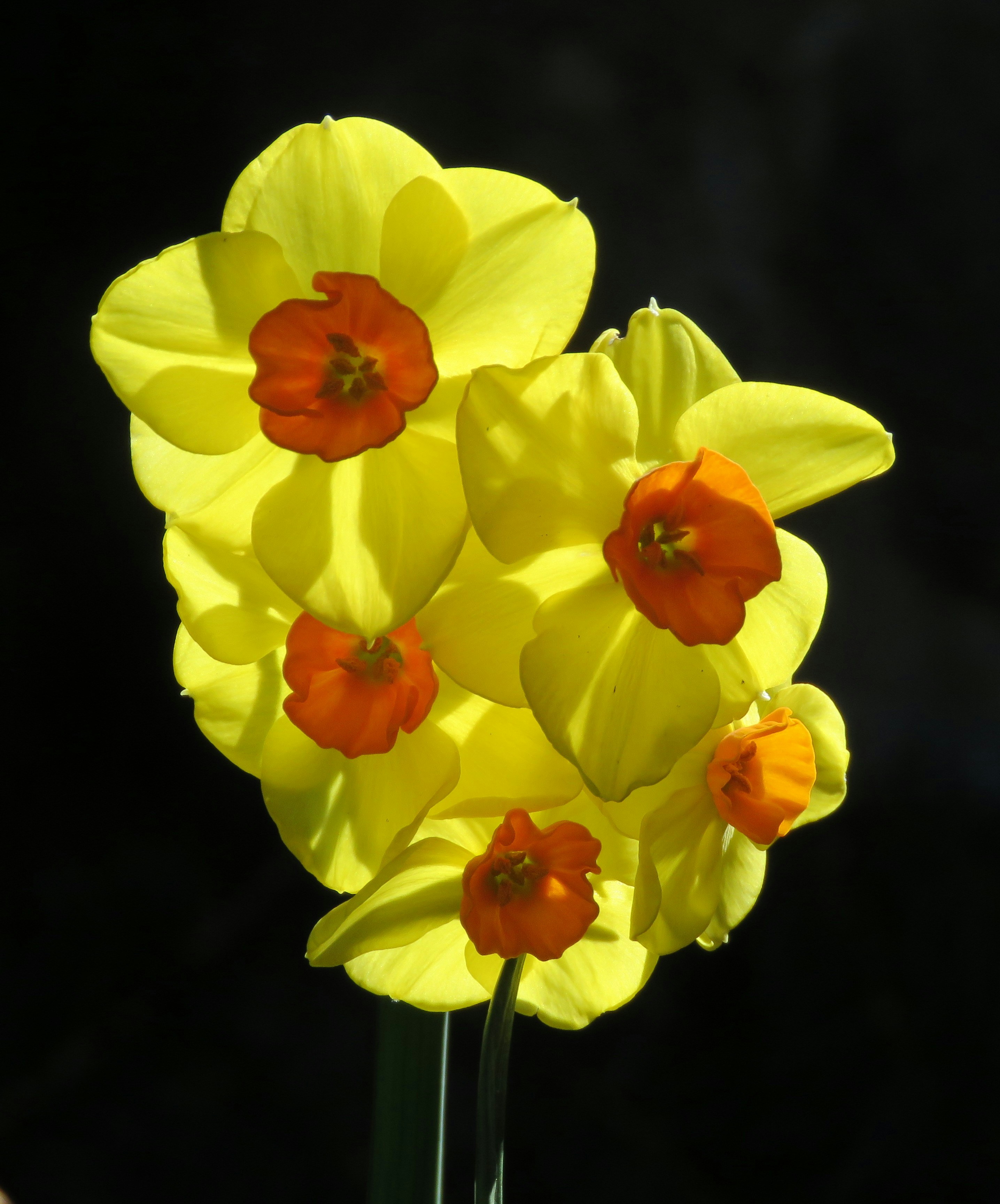 Sunlit Narcissus Bouquet: Bright Yellow Blooms with Orange Centers