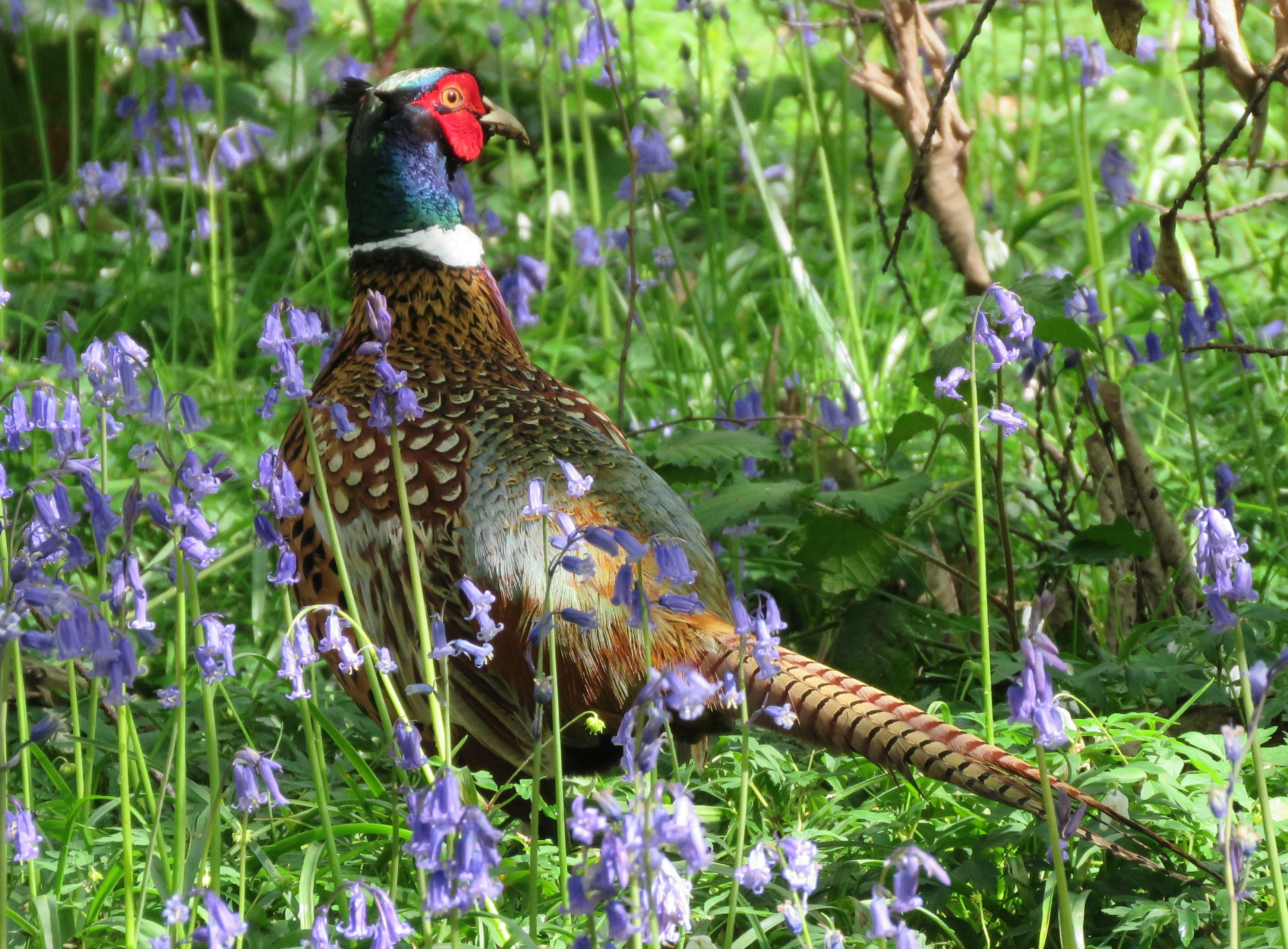 Emerald Crest in a Lavender Glade