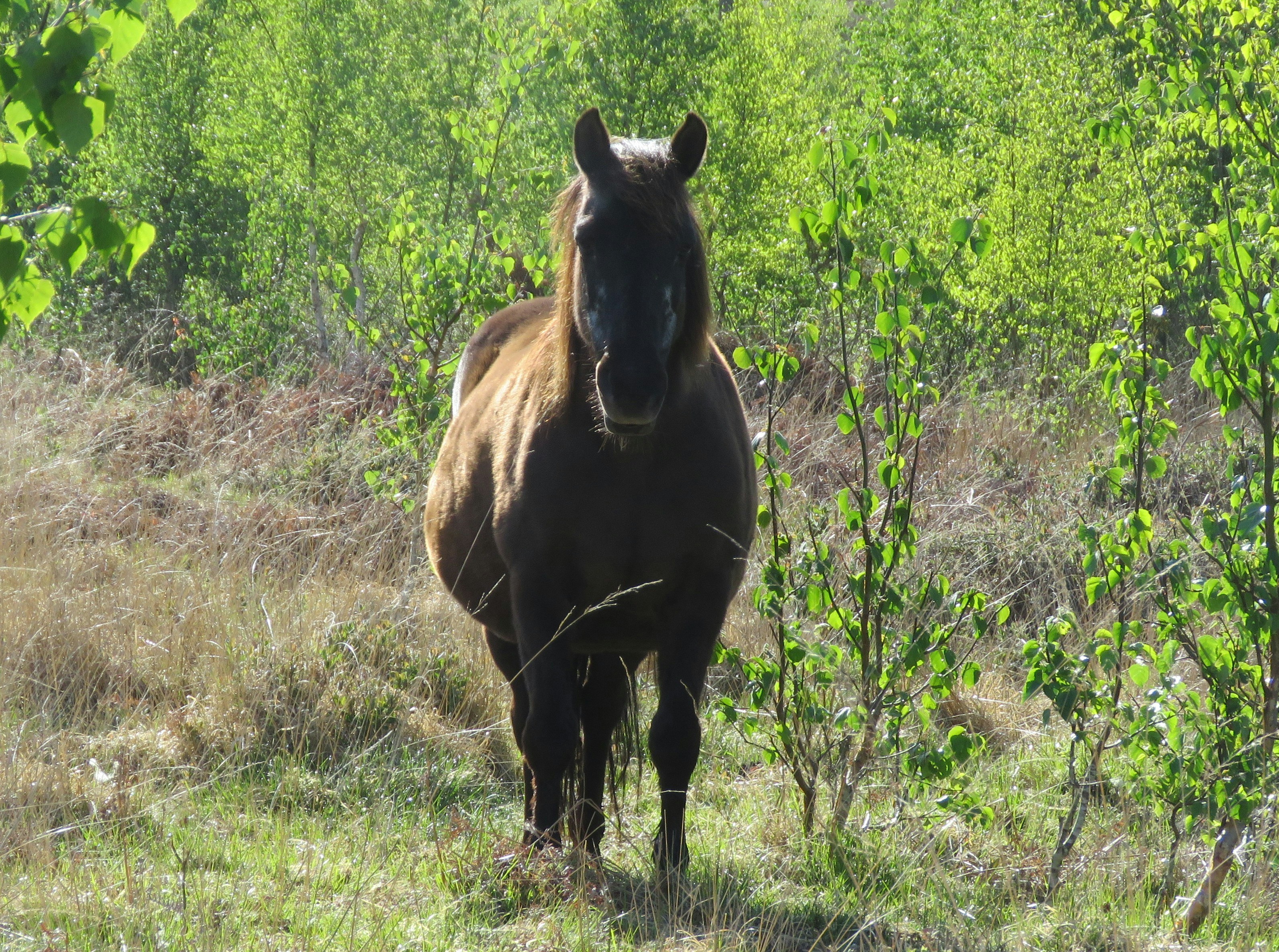 Hidden in the Orchard: A Saddle-Hized Stare