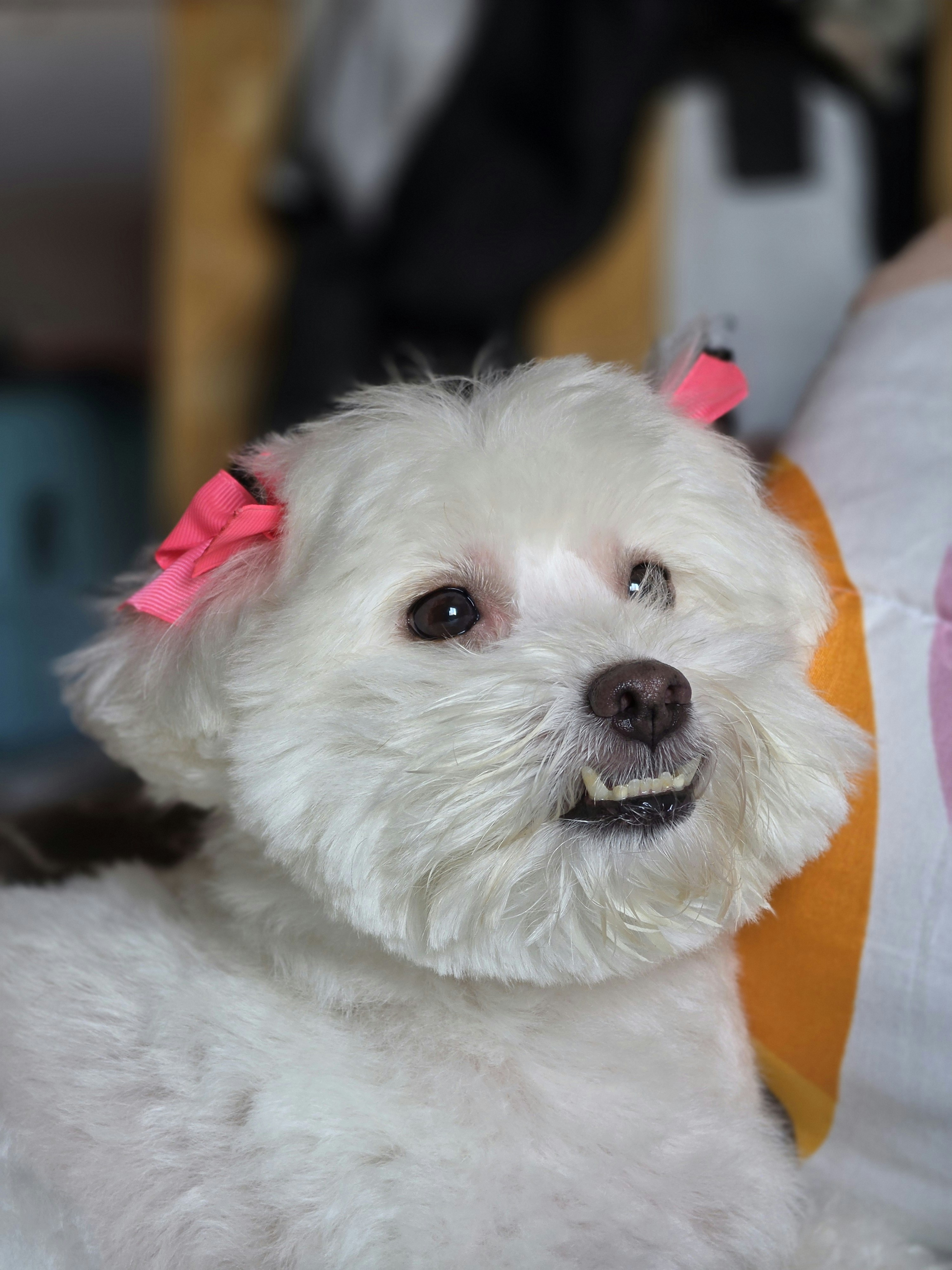 Fluffy white pup with pink bows in a cozy indoor portrait