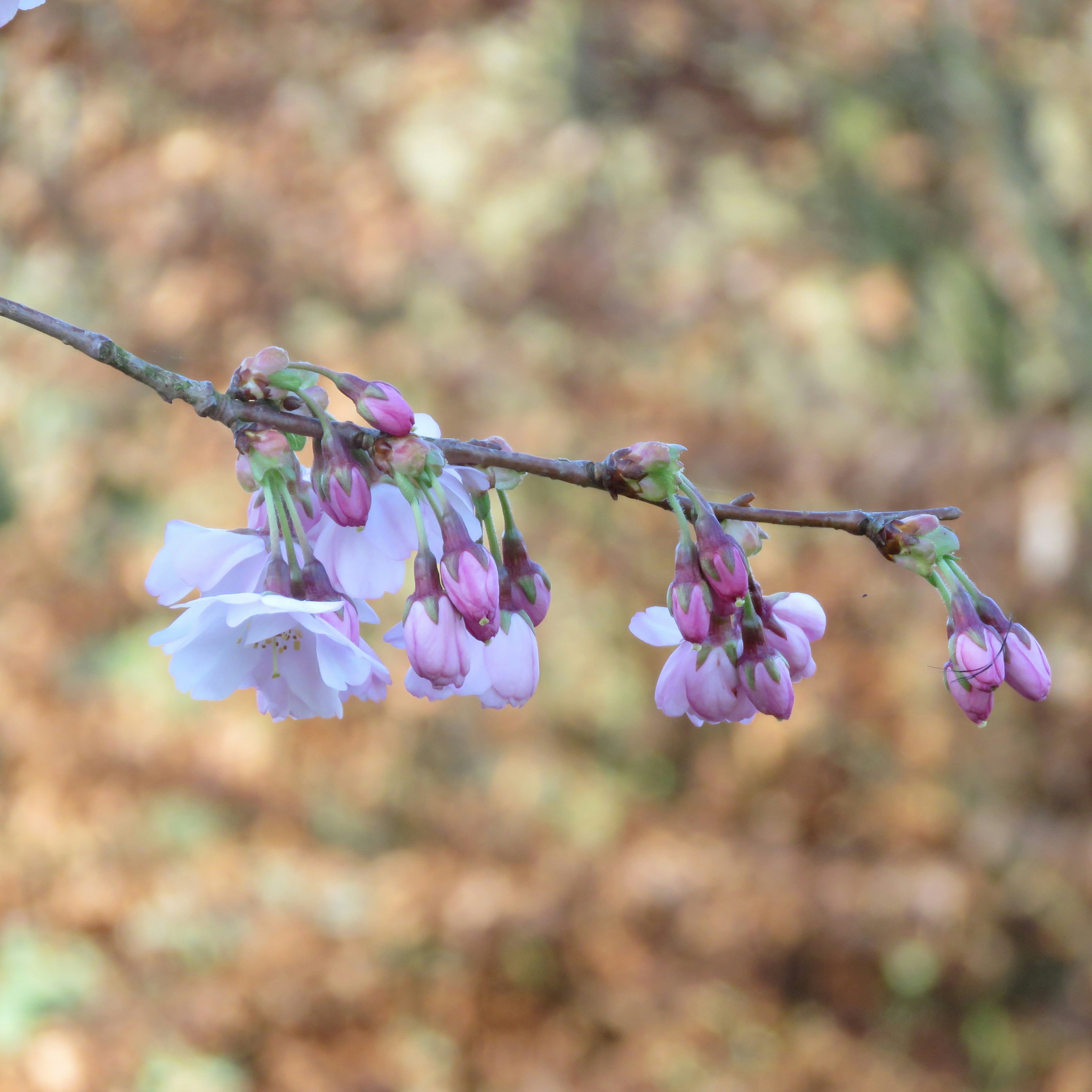 Blooms on a Quiet Branch: A Moment of Spring
