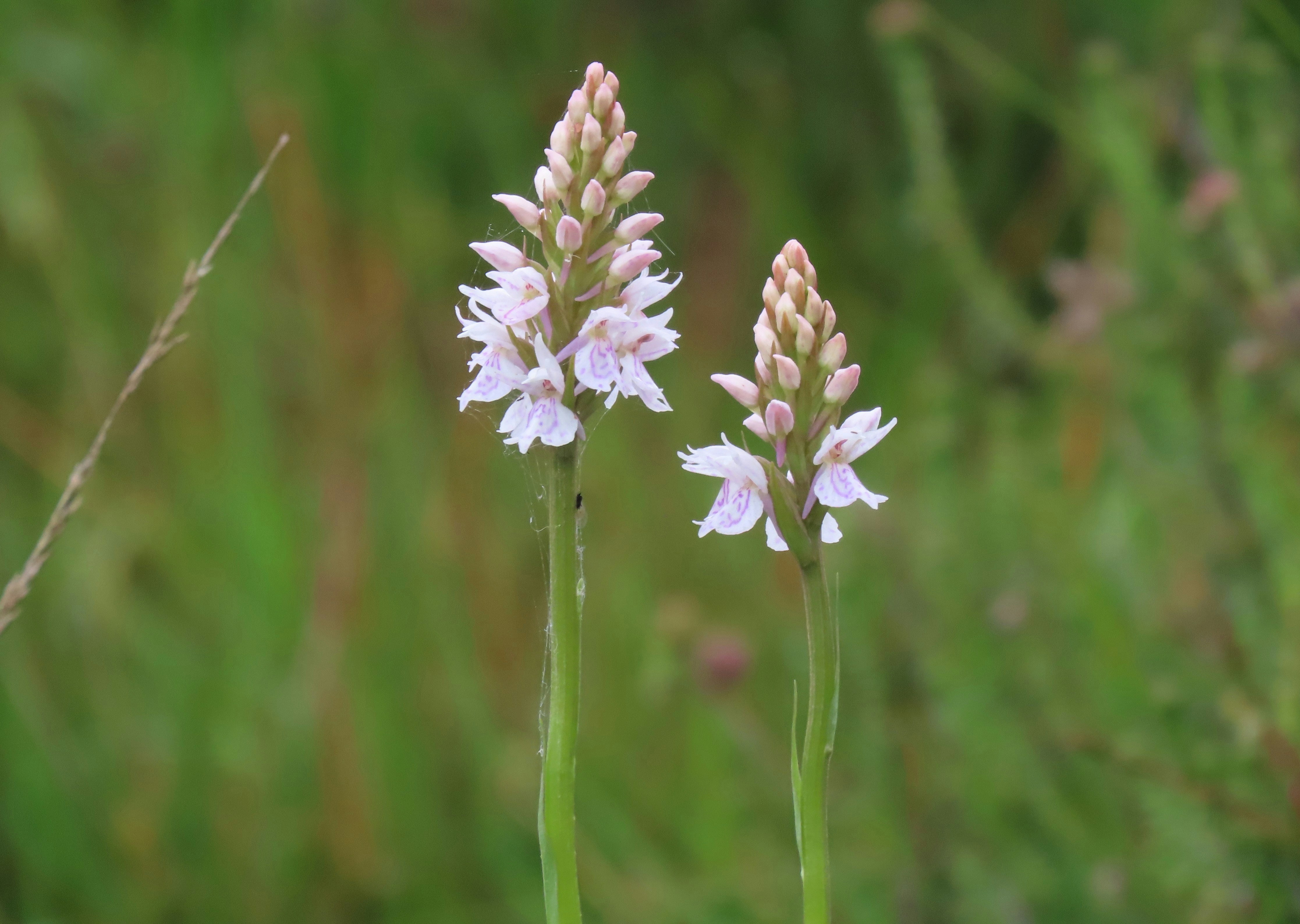 Twin Pink Spikes in a Meadow: Subtle Bloom Profile