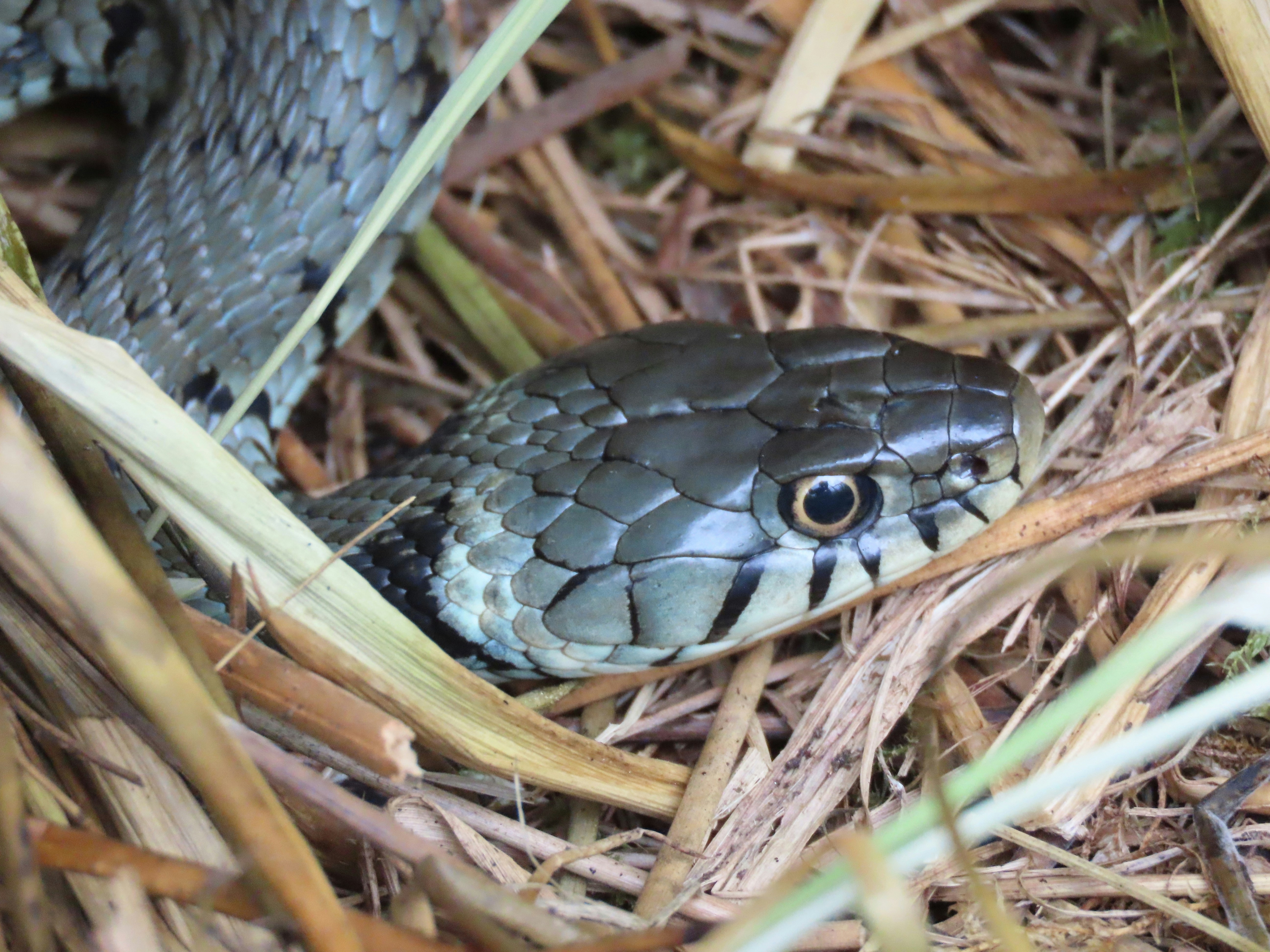 Hidden Lagoon Serpent: Close View of a Snapping Crest in Leaf Litter