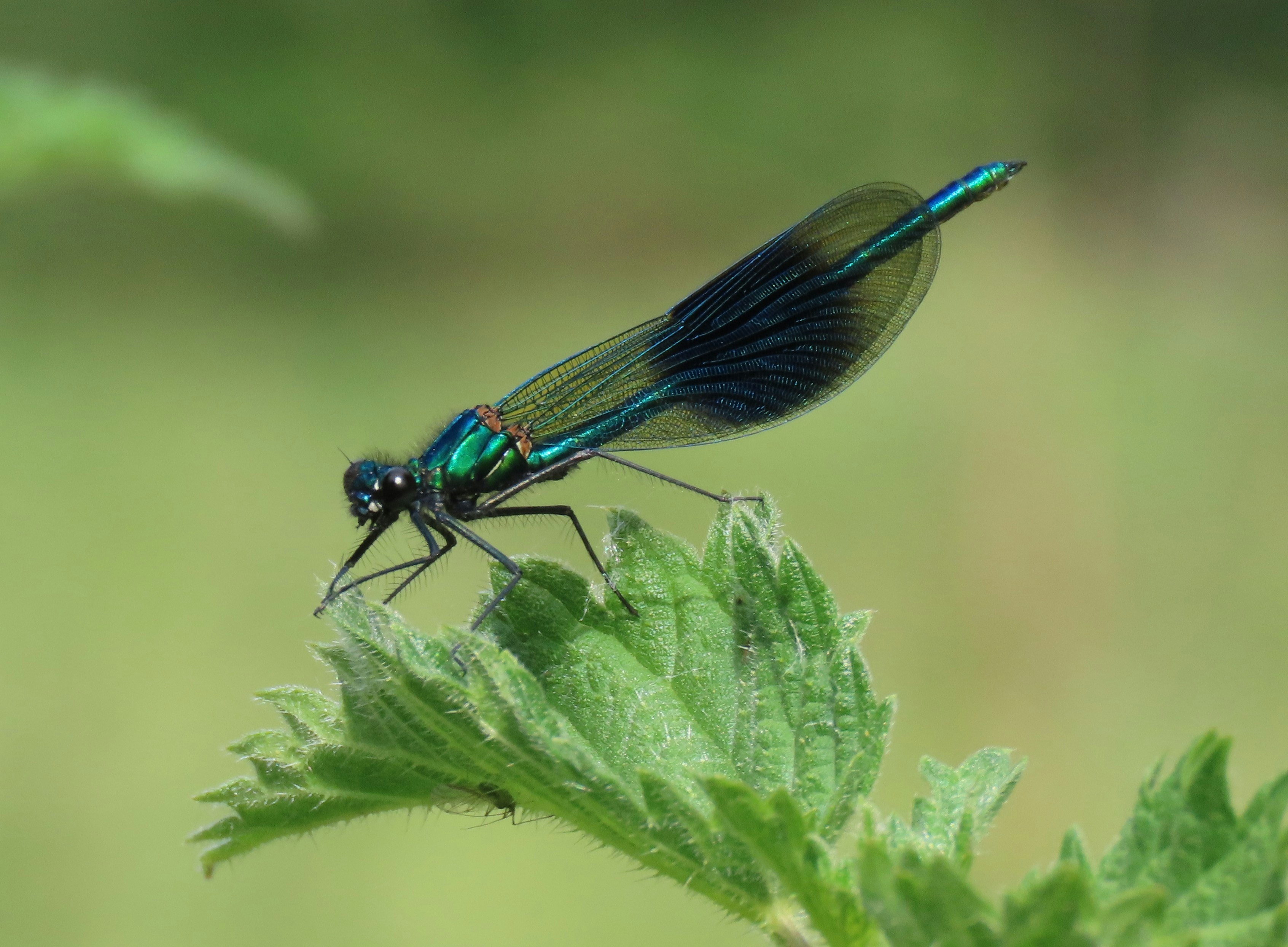 A beautiful blue-green damselfly rests on a vibrant green leaf.
