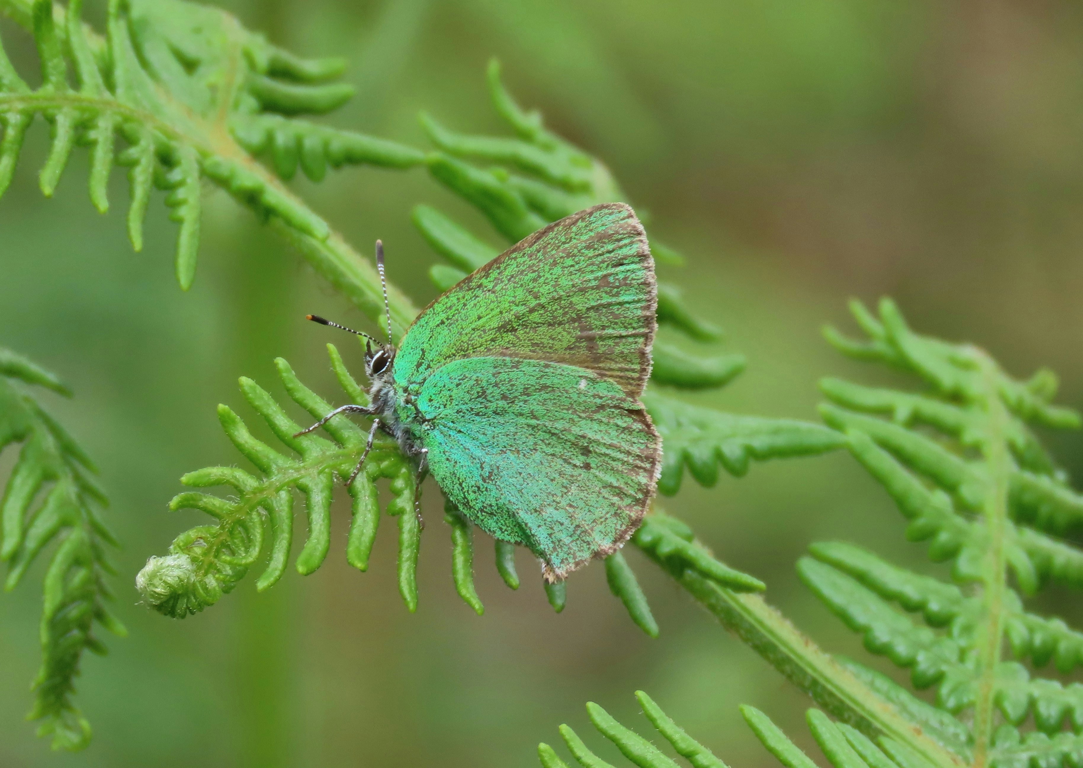 Emerald Winged Motif Resting on Fern Greenery