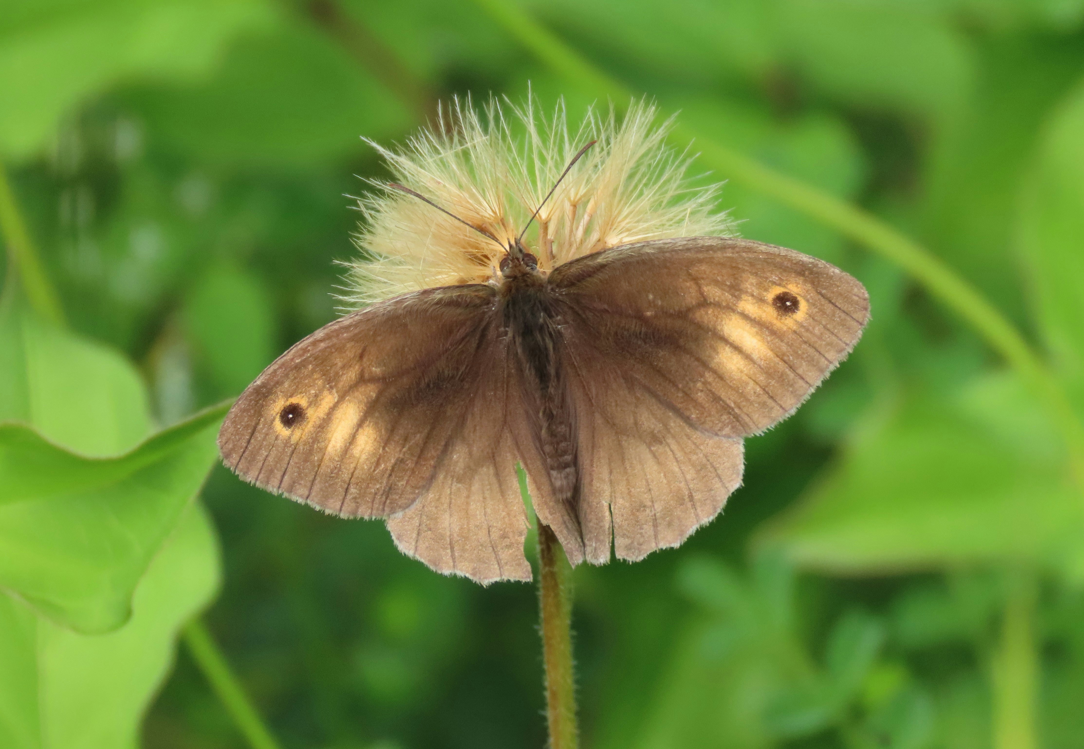 Soft-wing Dawn Dancer: A Brown Moth With Fern Backdrop