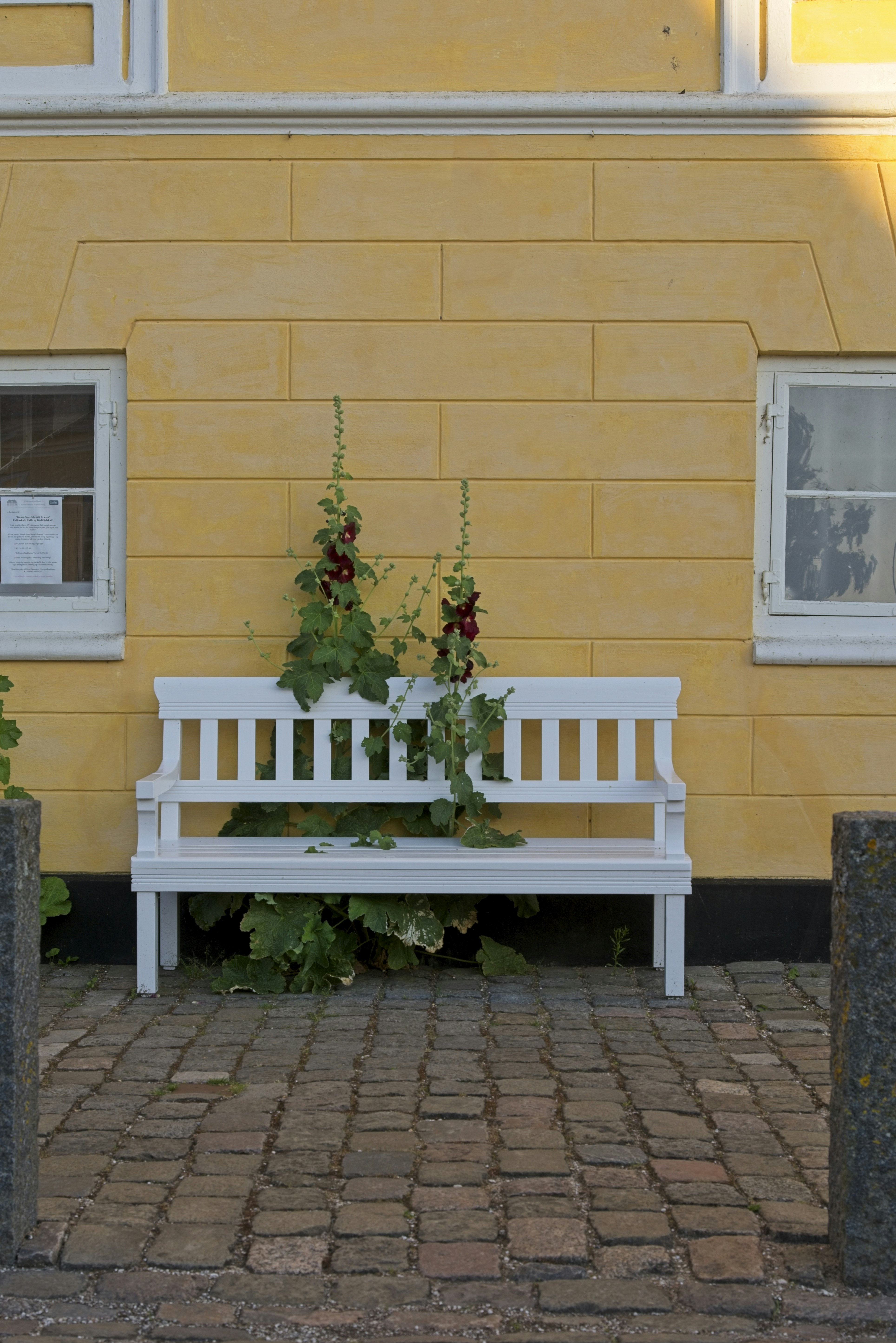 White Bench Surrounded by Greenery Against a Sunlit Yellow Wall