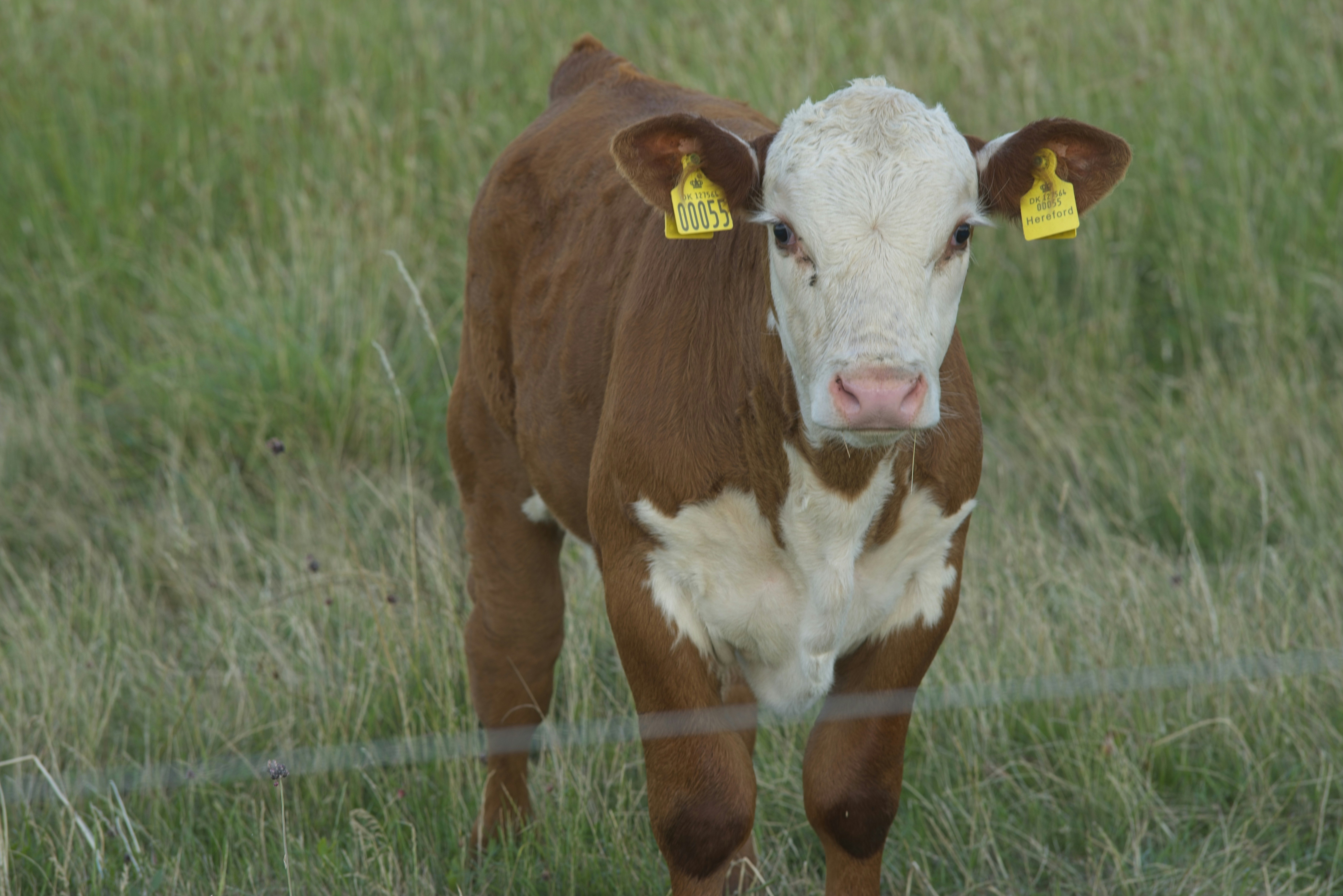 A young Hereford calf, marked with a distinctive white face and reddish-brown coat, gazes curiously into the camera from a lush green pasture near Præstø. Yellow ear tags reading "00055" identify the animal, while a thin electric fence wire crosses the foreground. The tall grass around it sways gently, catching the soft warmth of a late summer evening. This close, calm portrait captures the quiet charm of Danish countryside life, where livestock graze peacefully under the golden light of a hot July day.