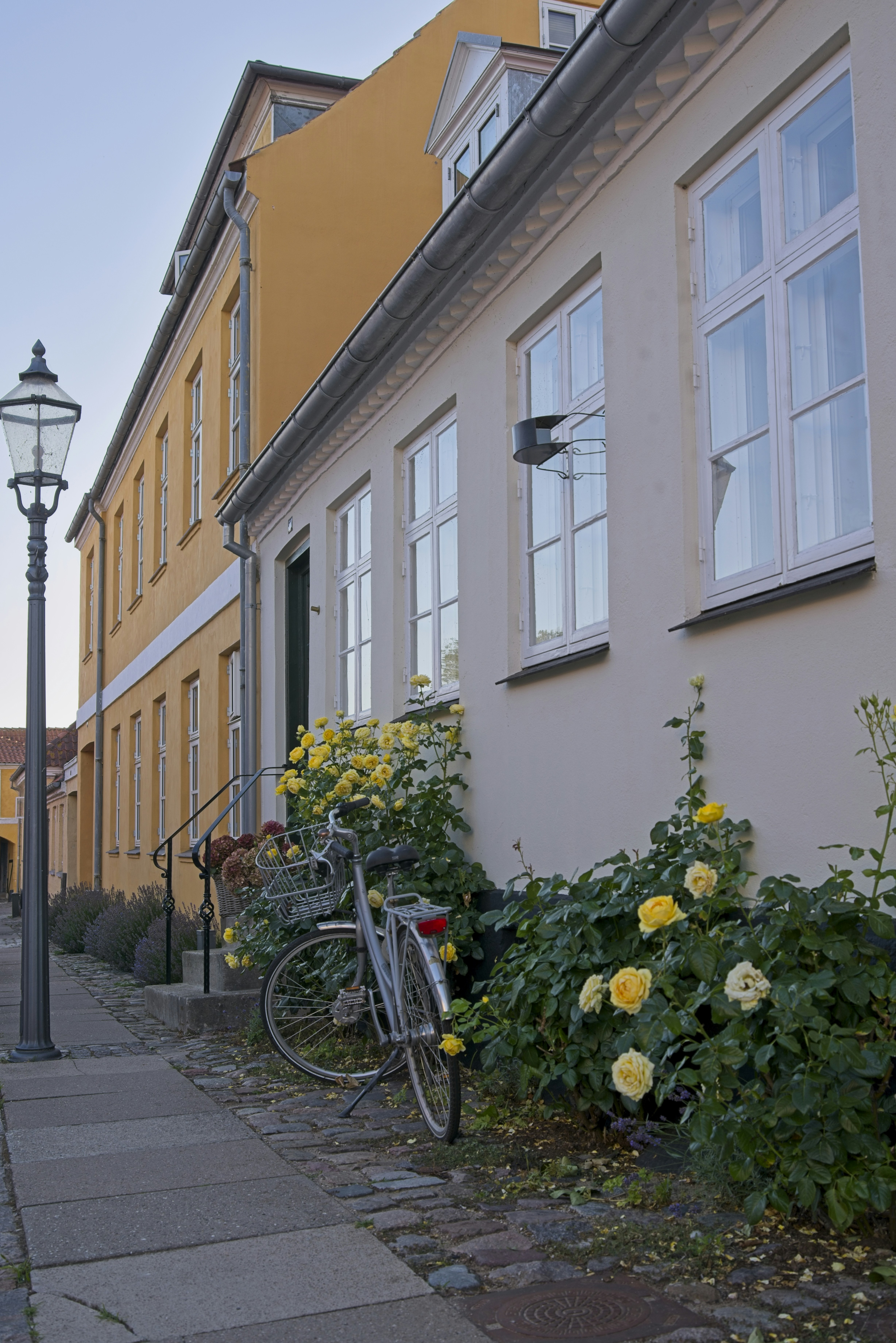 A bicycle with a woven front basket rests against a cream-colored townhouse in Præstø, surrounded by cascading yellow rose bushes in full bloom. An ornate street lamp stands nearby, while the row of connected buildings, painted in soft yellow and cream, stretches down the quiet cobblestone street. Tall white-framed windows catch the last light of evening. The lush blooms and unhurried streetscape capture the relaxed, floral charm of Præstø's historic town center on a hot July evening.