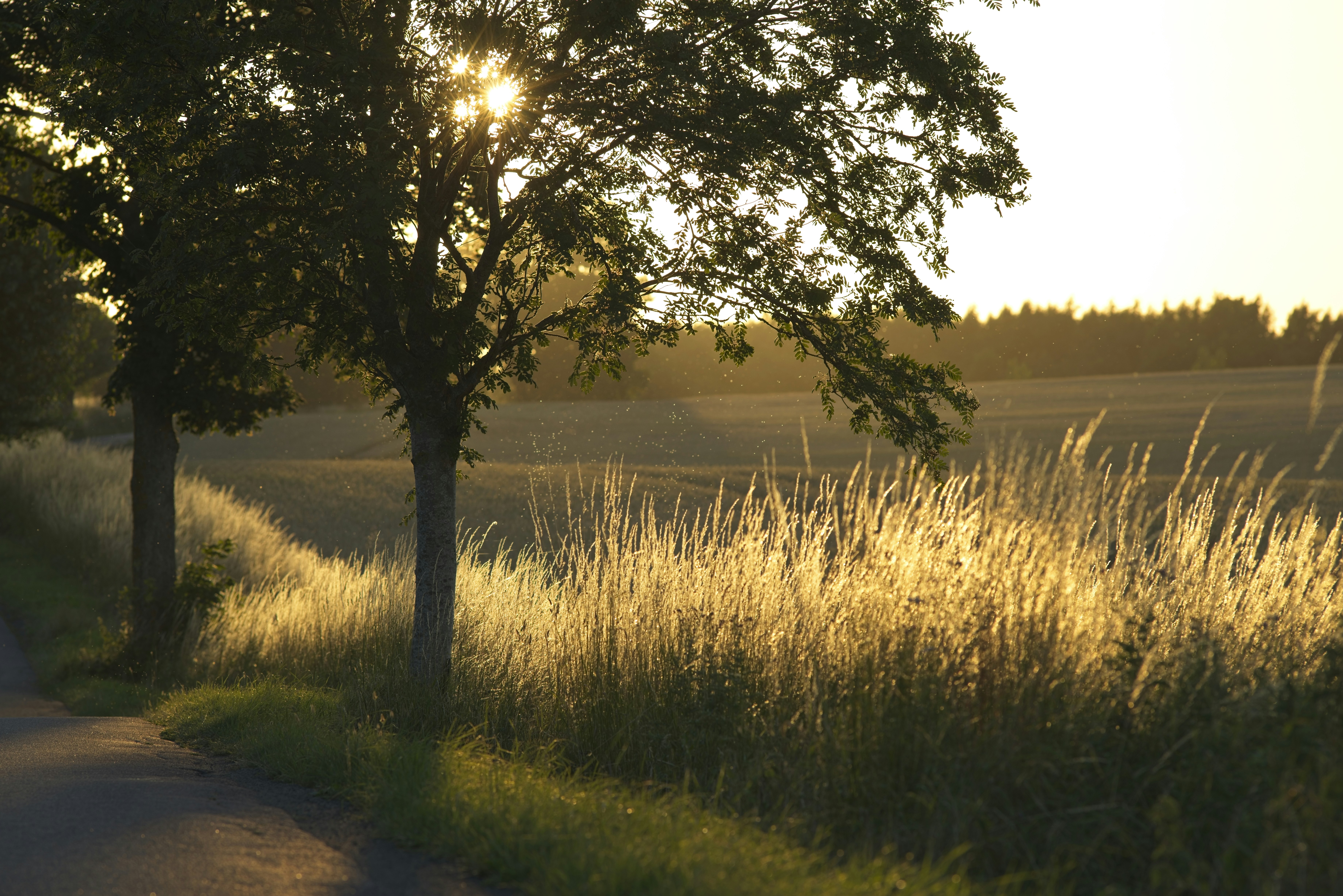 Golden Hour Edge: Sunlit Field Through a Quiet Row of Trees