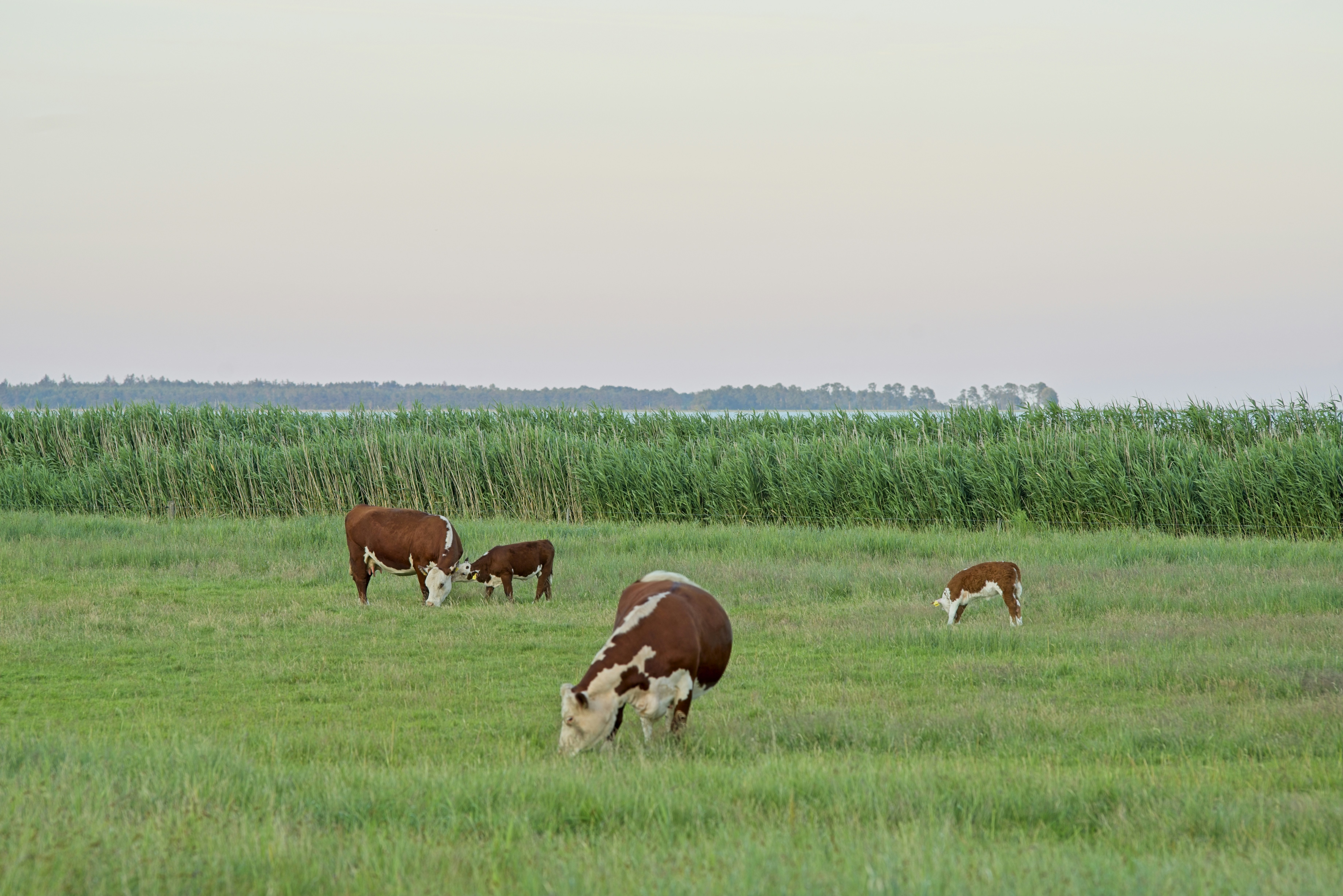 Pasture Strollers: A Small Herd Nibbles Under a Quiet Horizon