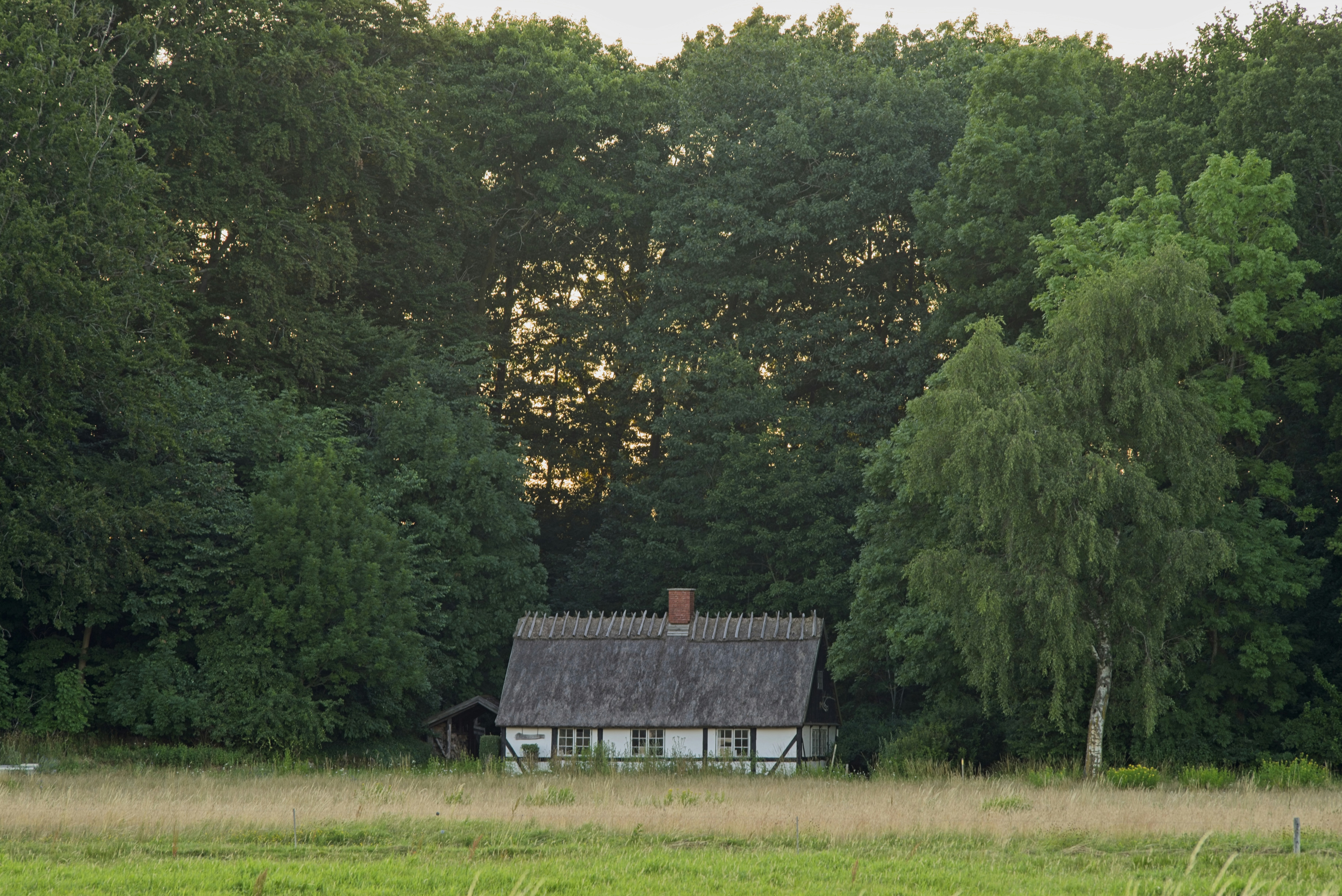 Quiet Farmhouse Nook Beside a Dappled Woodland Edge
